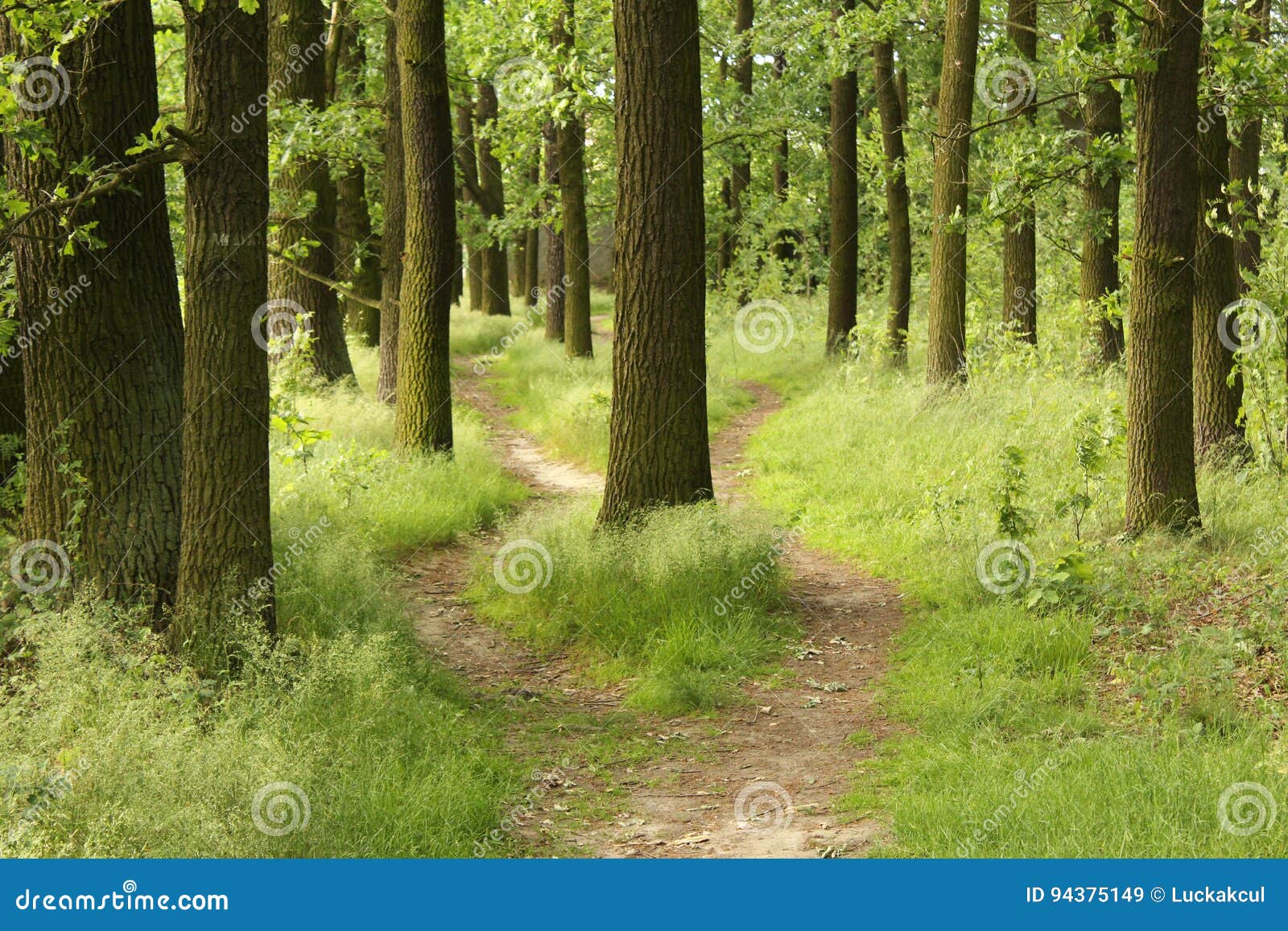 Crossroads in forest stock image. Image of crossroads - 94375149