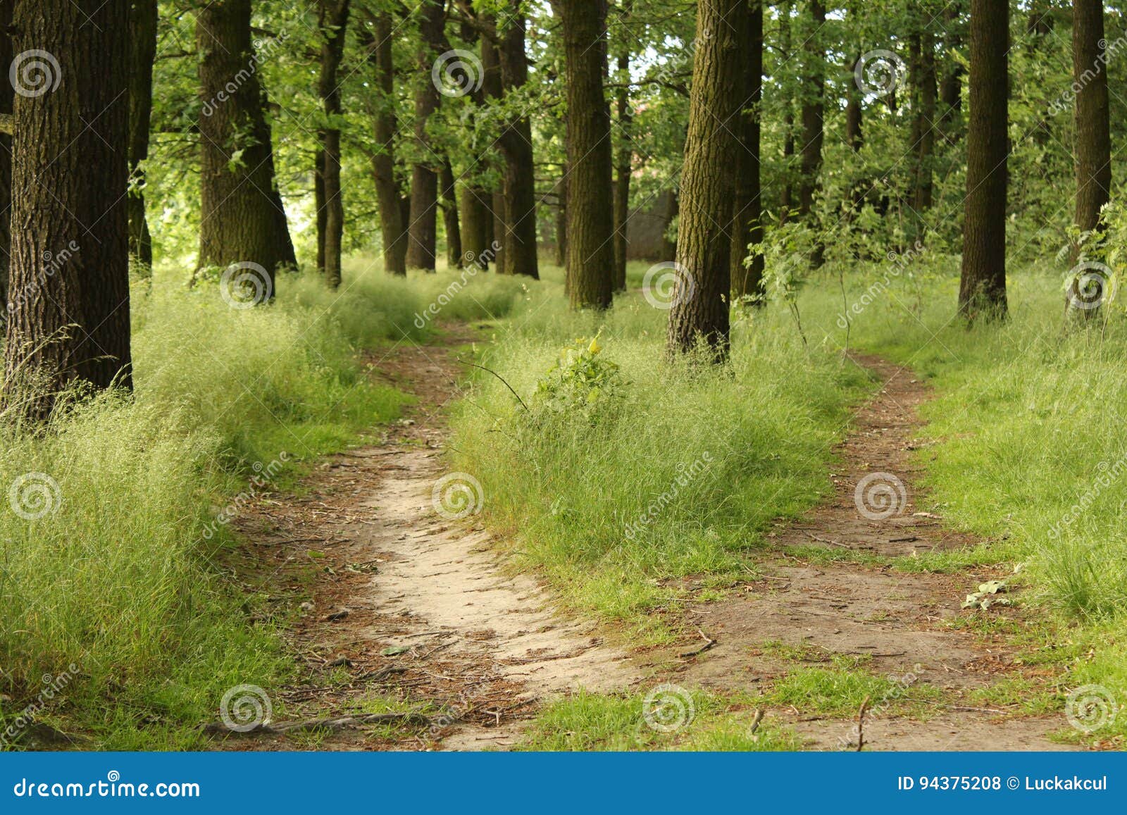 Crossroads in forest stock photo. Image of forest, path - 94375208
