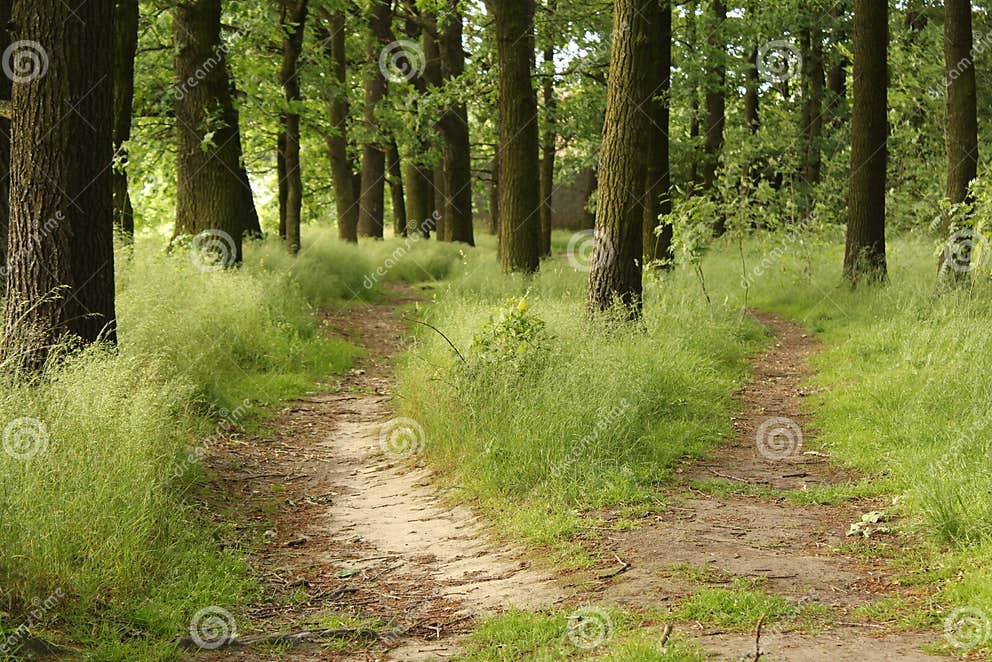Crossroads in forest stock photo. Image of forest, path - 94375208