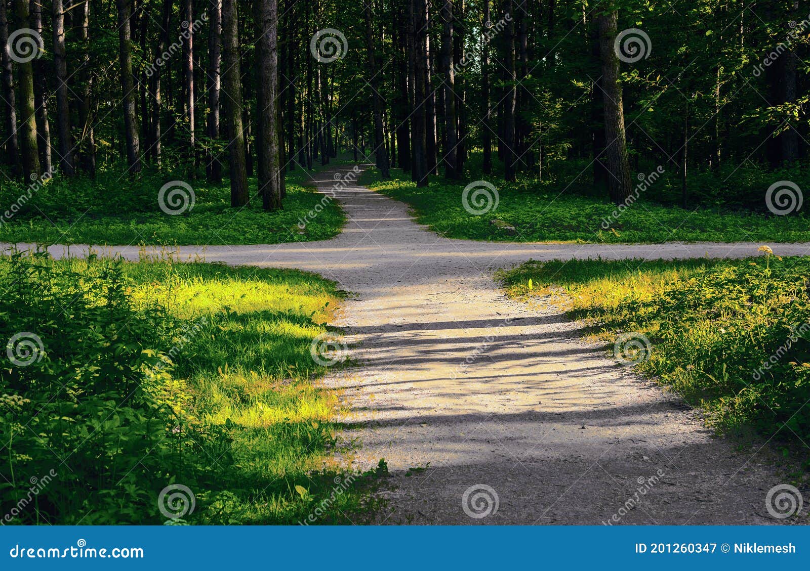 Intersection Of Two Alleys In The Park Among Trees And Shrubs. The Big ...