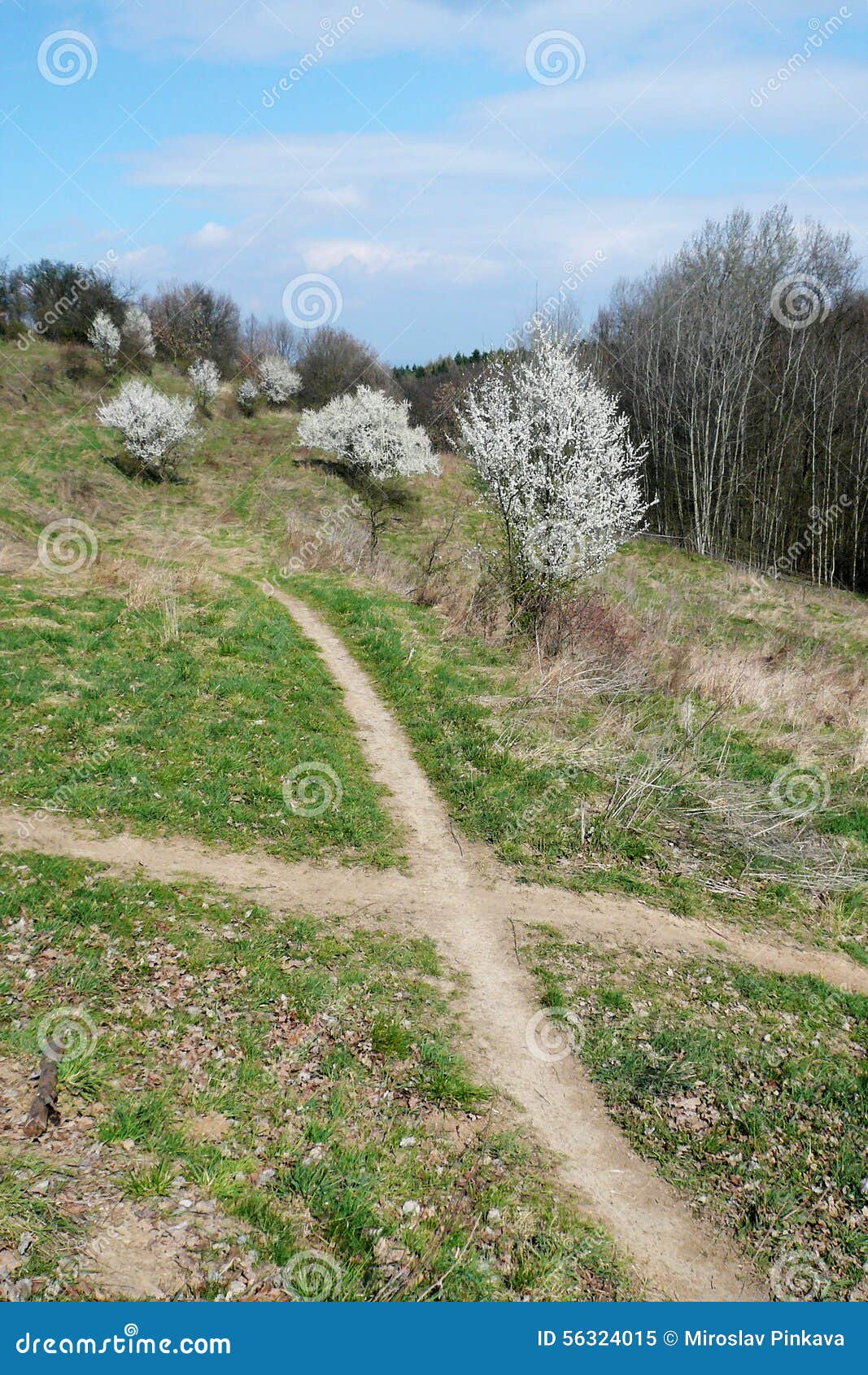 Crossroads Pathways between Flowering Shrubs Stock Image - Image of ...