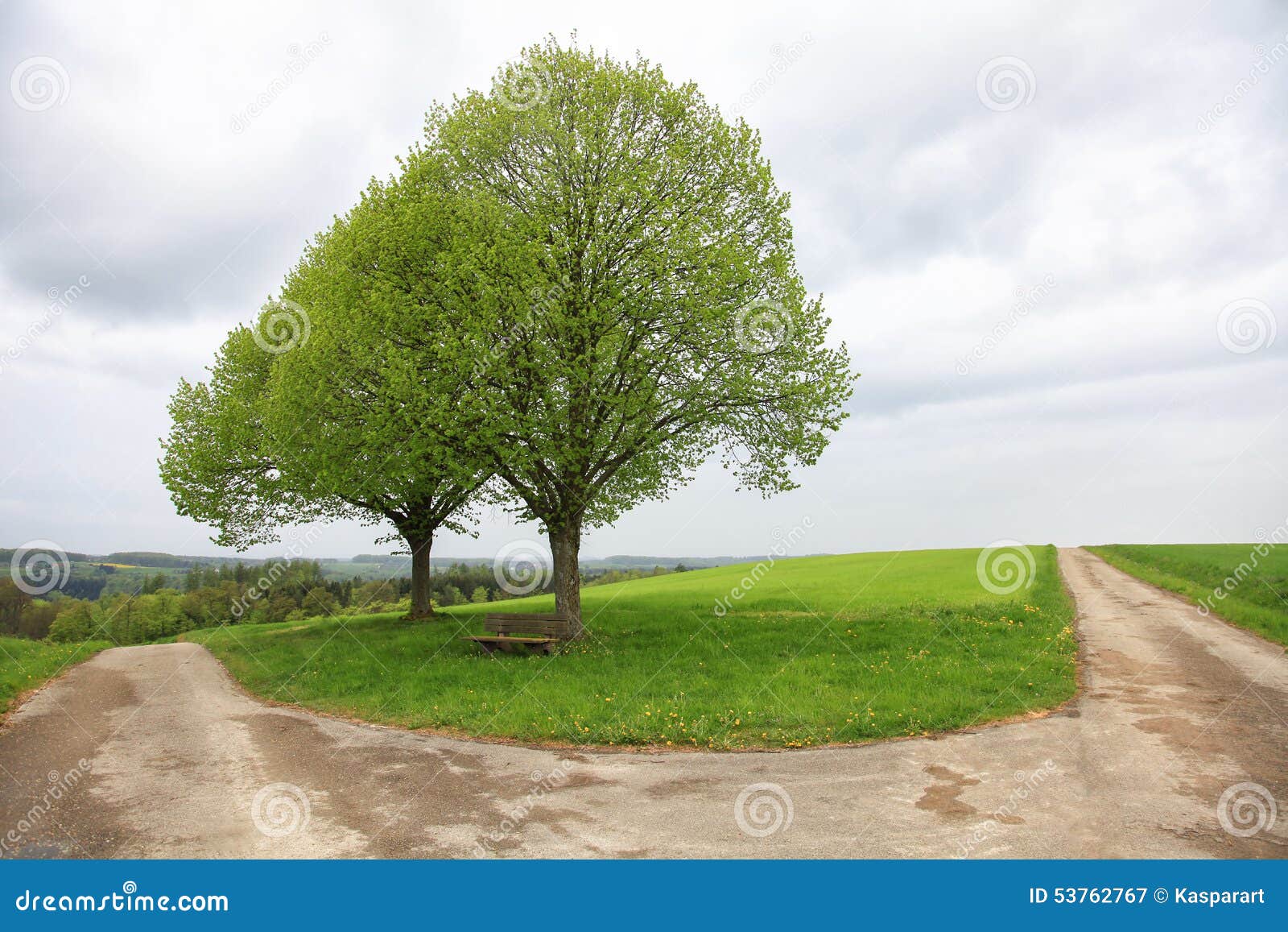 Crossroads with trees stock image. Image of grass, loneliness - 53762767