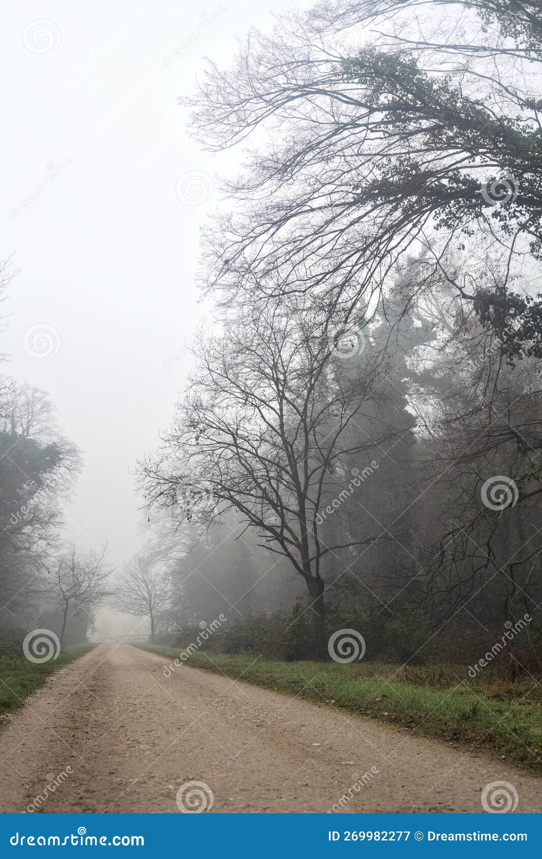 Crossroads between Two Paths Marked by a Bare Tree in a Park on a Foggy ...