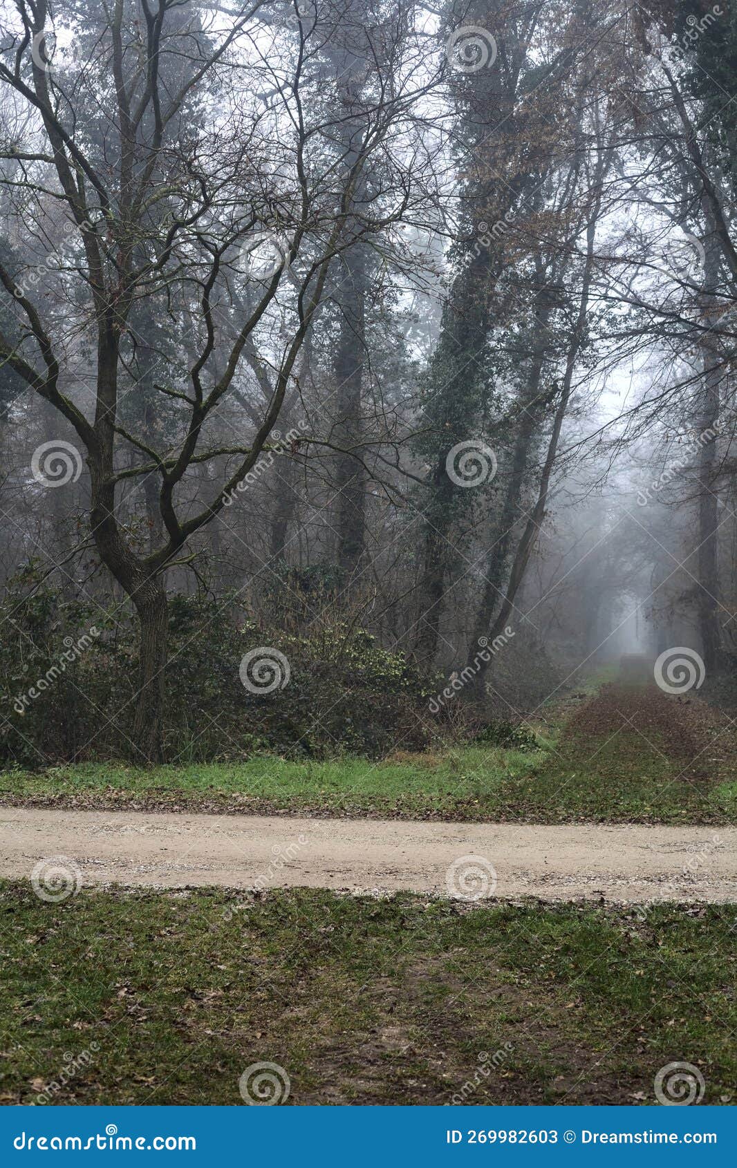 Crossroads between Two Paths Marked by a Bare Tree in a Park on a Foggy ...