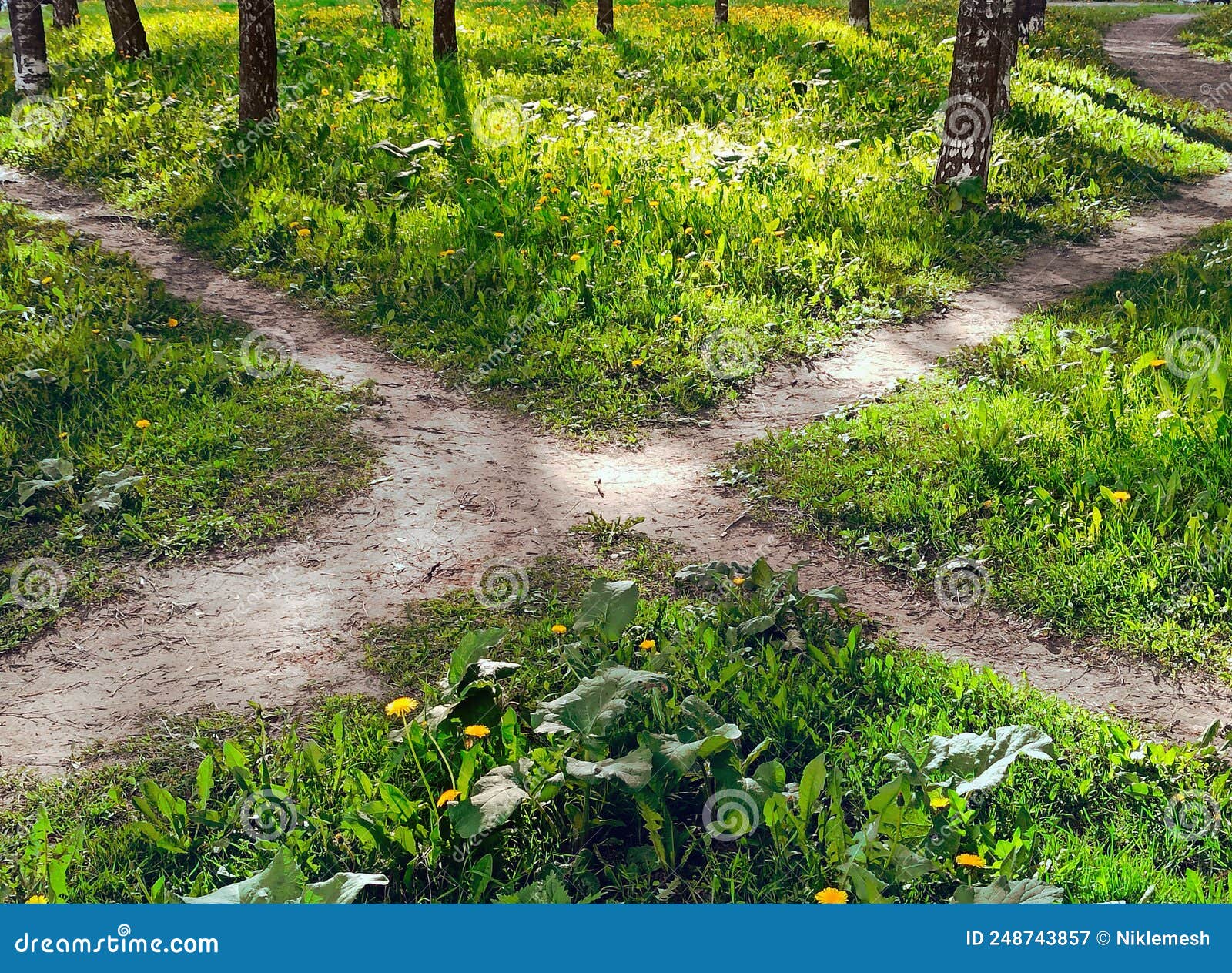 Crossroads of Walking Paths in the Park among Grass, Flowers and Tree ...
