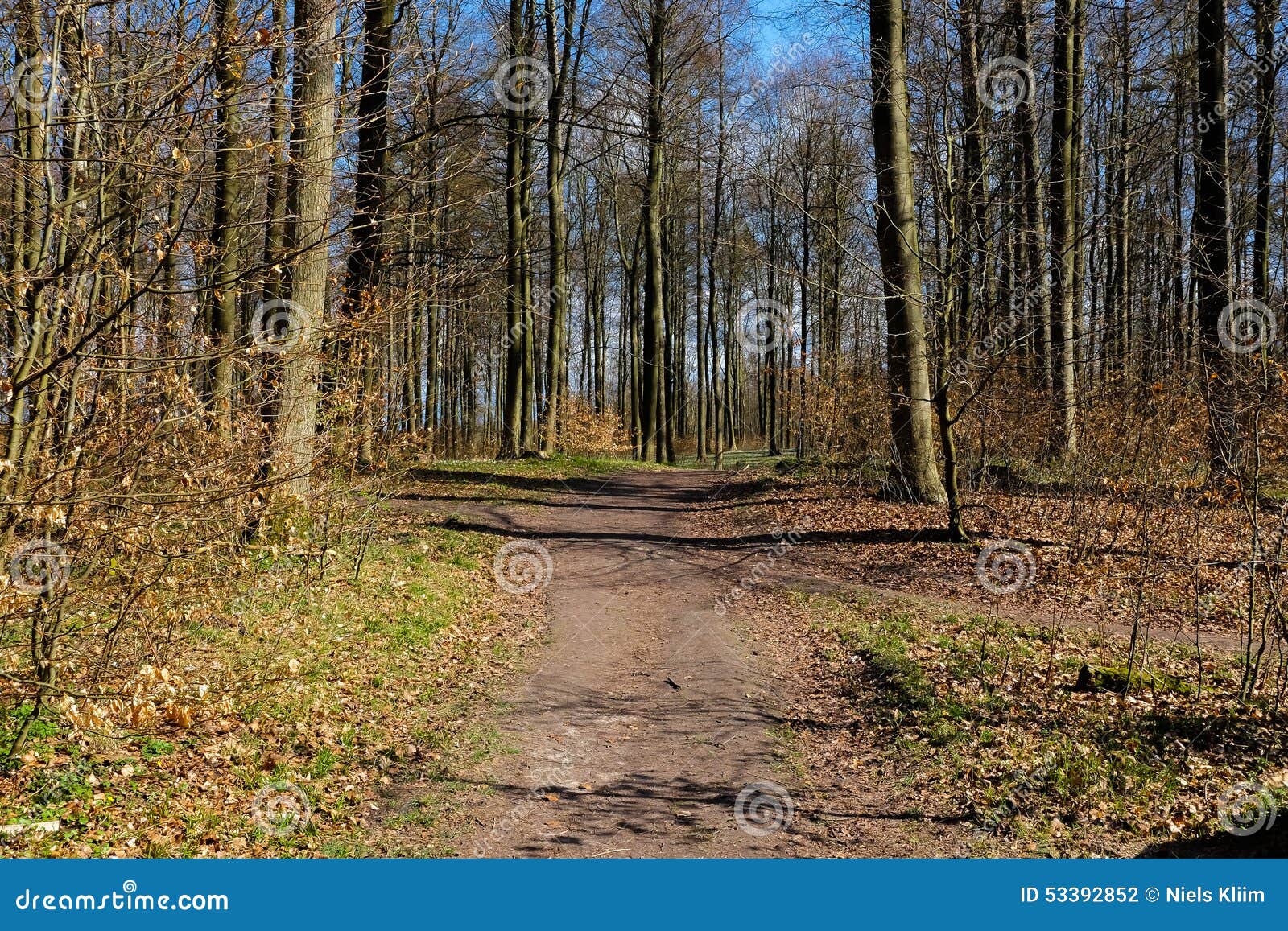 Crossroads in the woods stock photo. Image of bright - 53392852