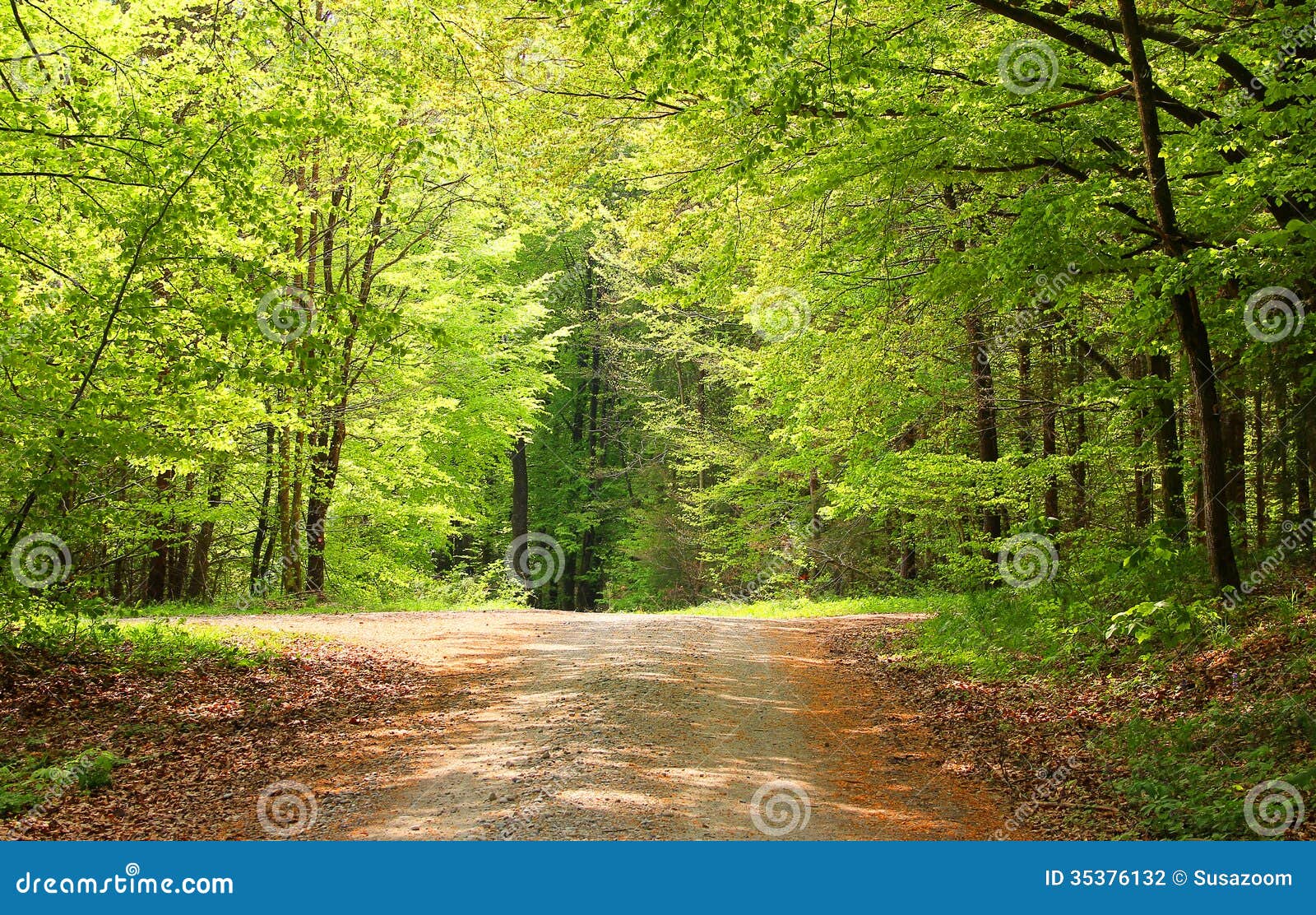 Crossway in a Beech Tree Forest Stock Photo - Image of park, colorful ...