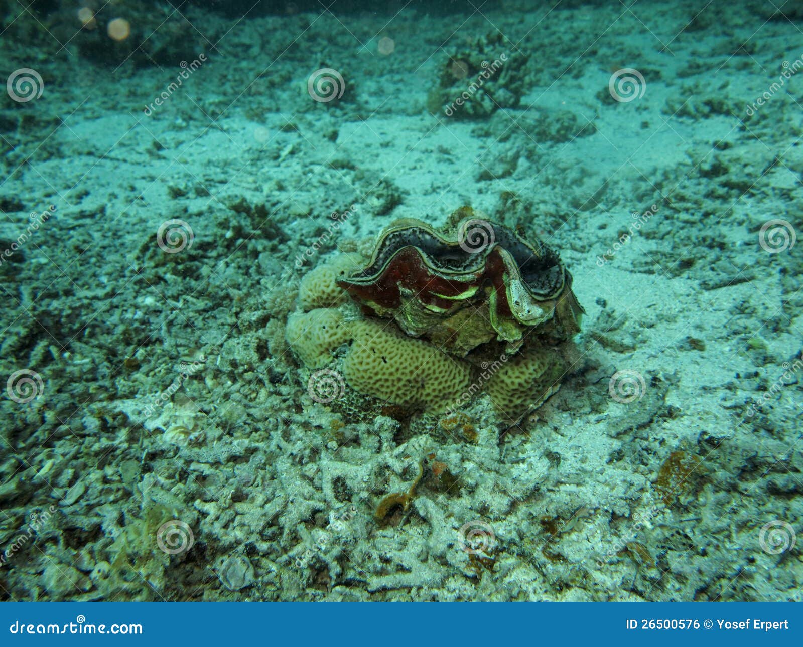 Crostacei fotografia stock. Immagine di crostacei, invertebrato - 26500576