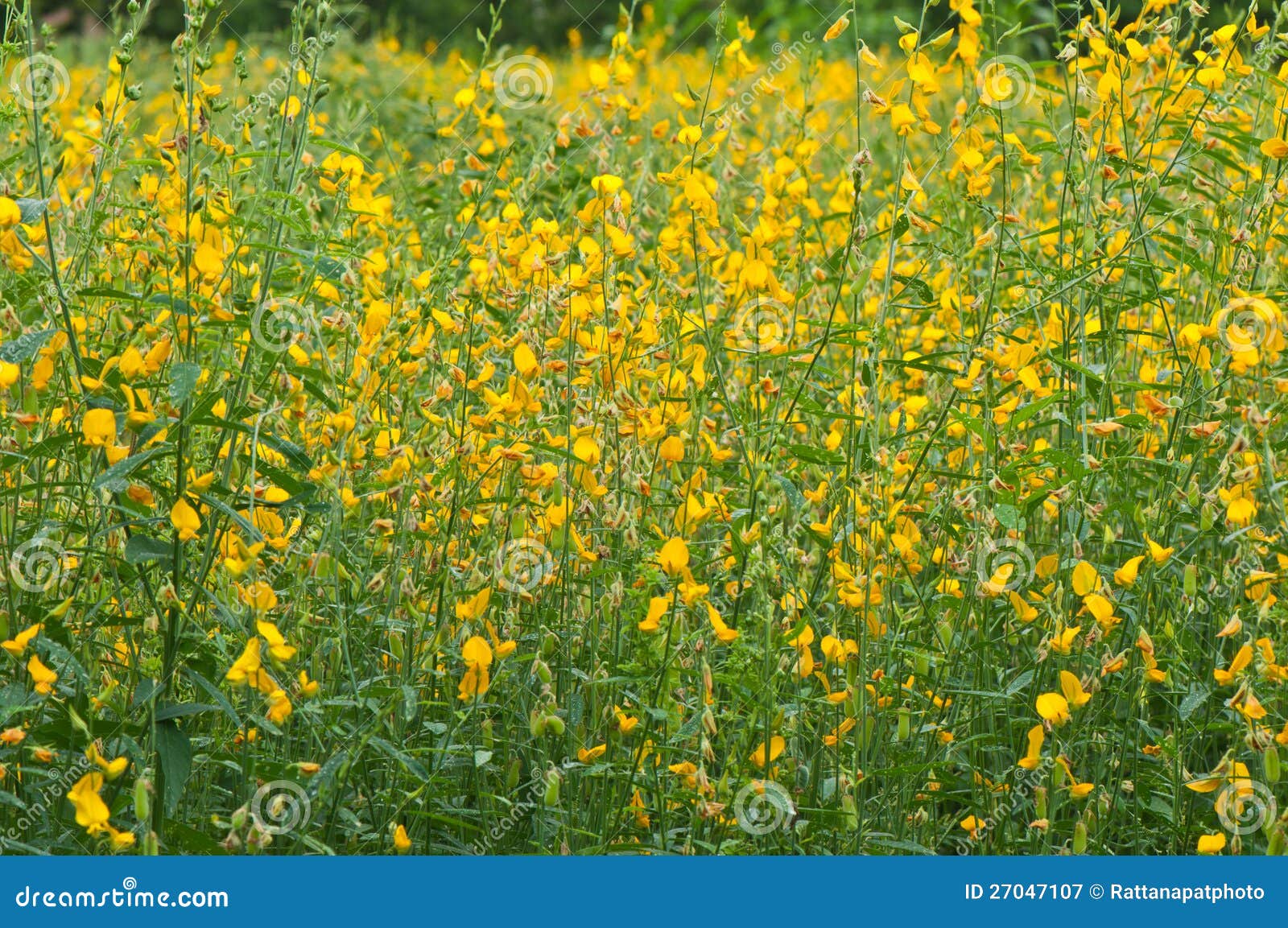 Crotalaria juncea stock image. Image of nature, gold - 27047107