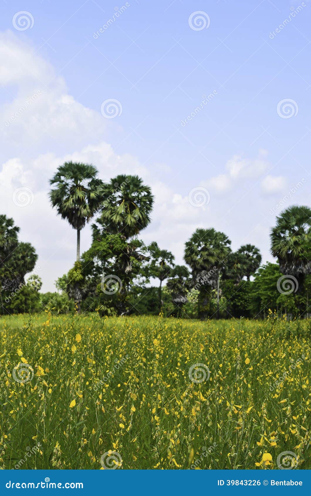 Crotalaria Juncea Or Sunn Hemp Flower Royalty-Free Stock Photo ...