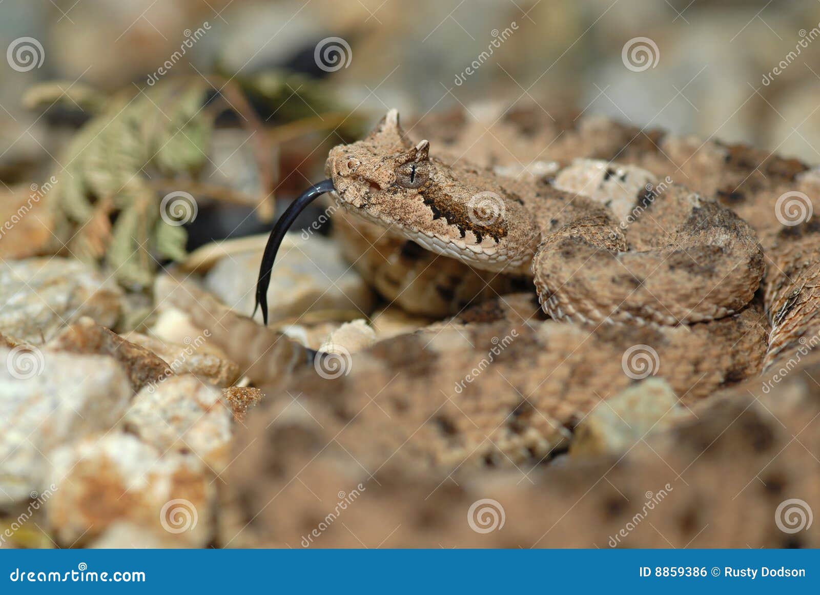 Crotalus cerastes stock photo. Image of viper, habitat - 8859386