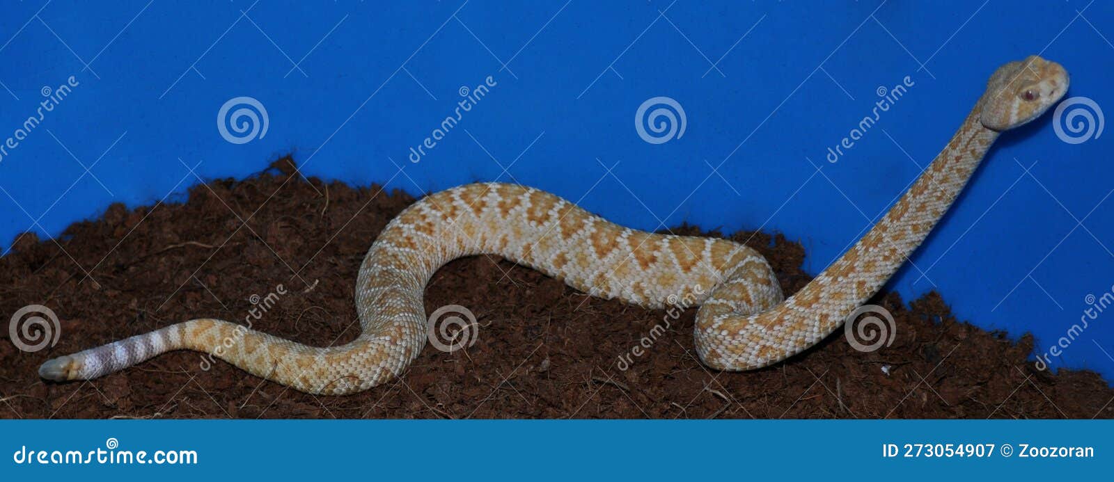 Crotalus Crotalus Crotalus Ocrox Imagen de archivo - Imagen de peligro ...