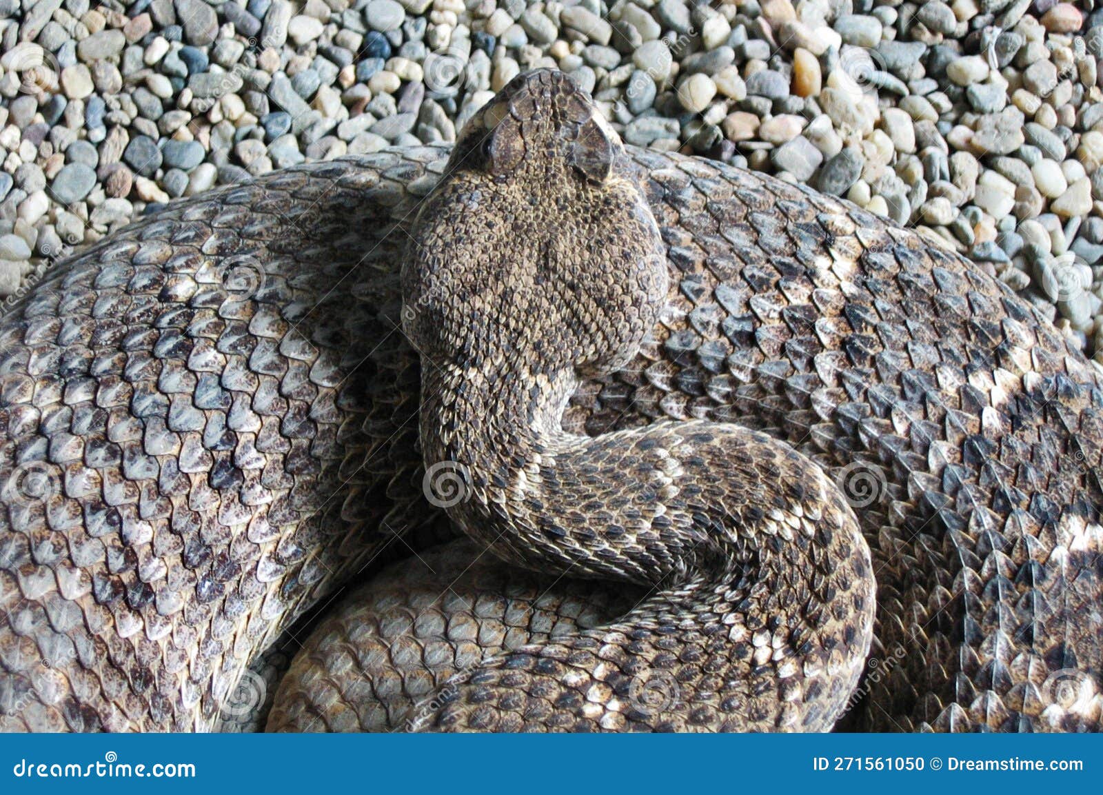 Crotalus Crotalus Crotalus Ocrox Foto de archivo - Imagen de peligro ...
