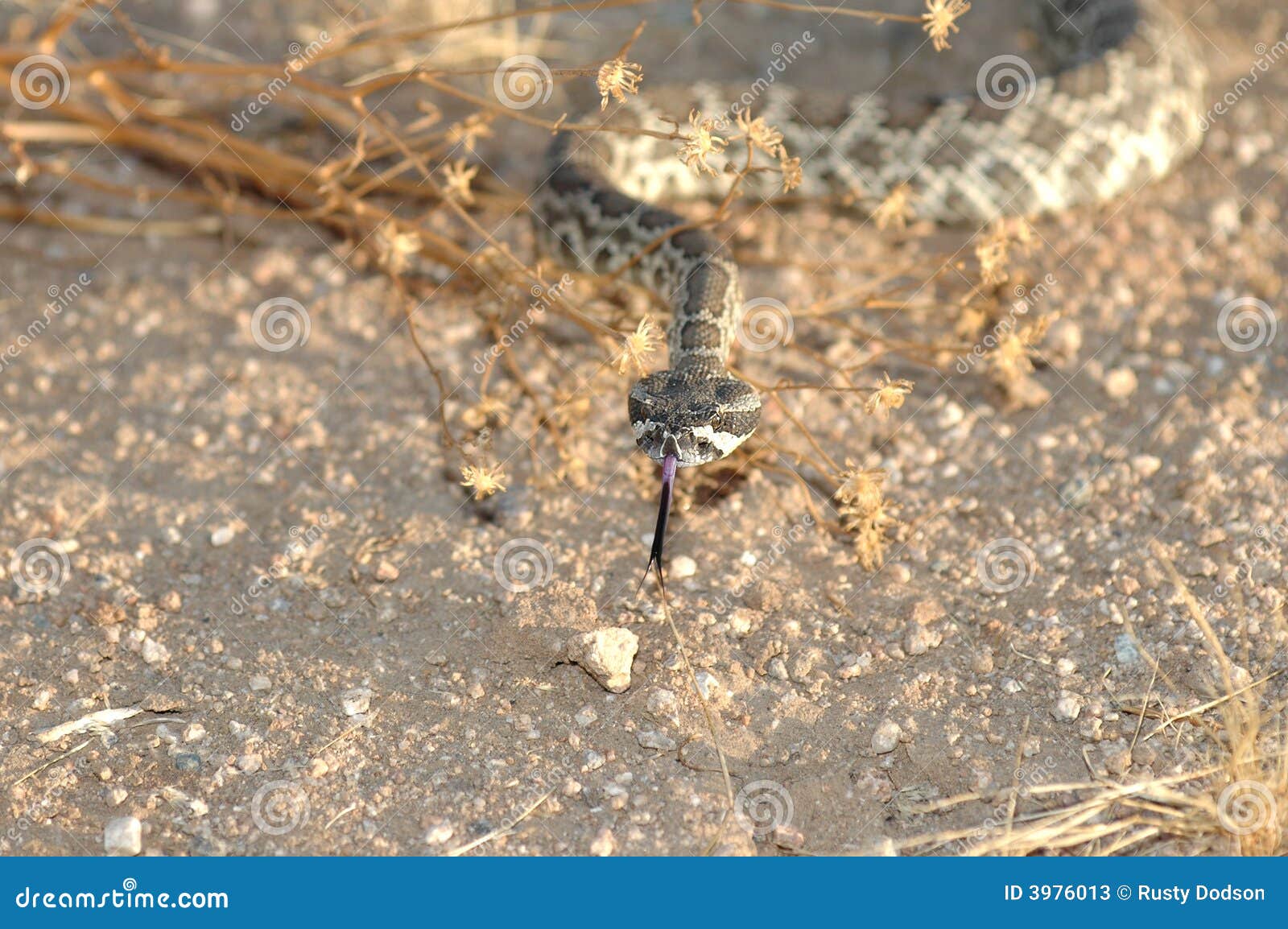Crotalus oreganus helleri stock image. Image of conservation - 3976013