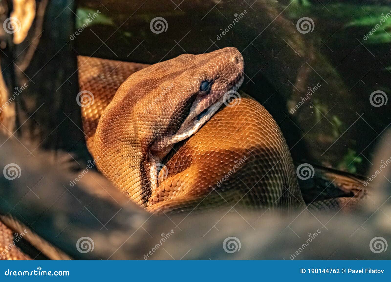 Crotalus Ruber. Red Diamond Rattlesnake Stock Photo - Image of mexican ...