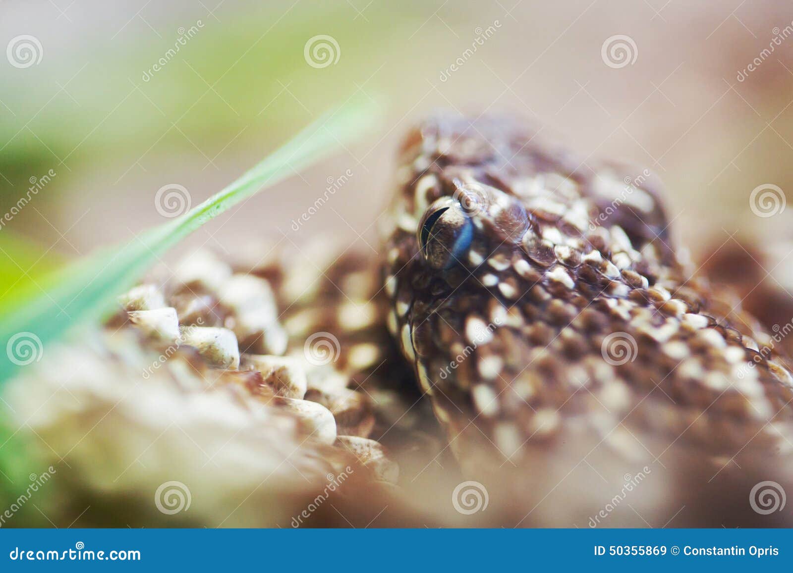Crotalus vegrandis snake stock image. Image of venom - 50355869