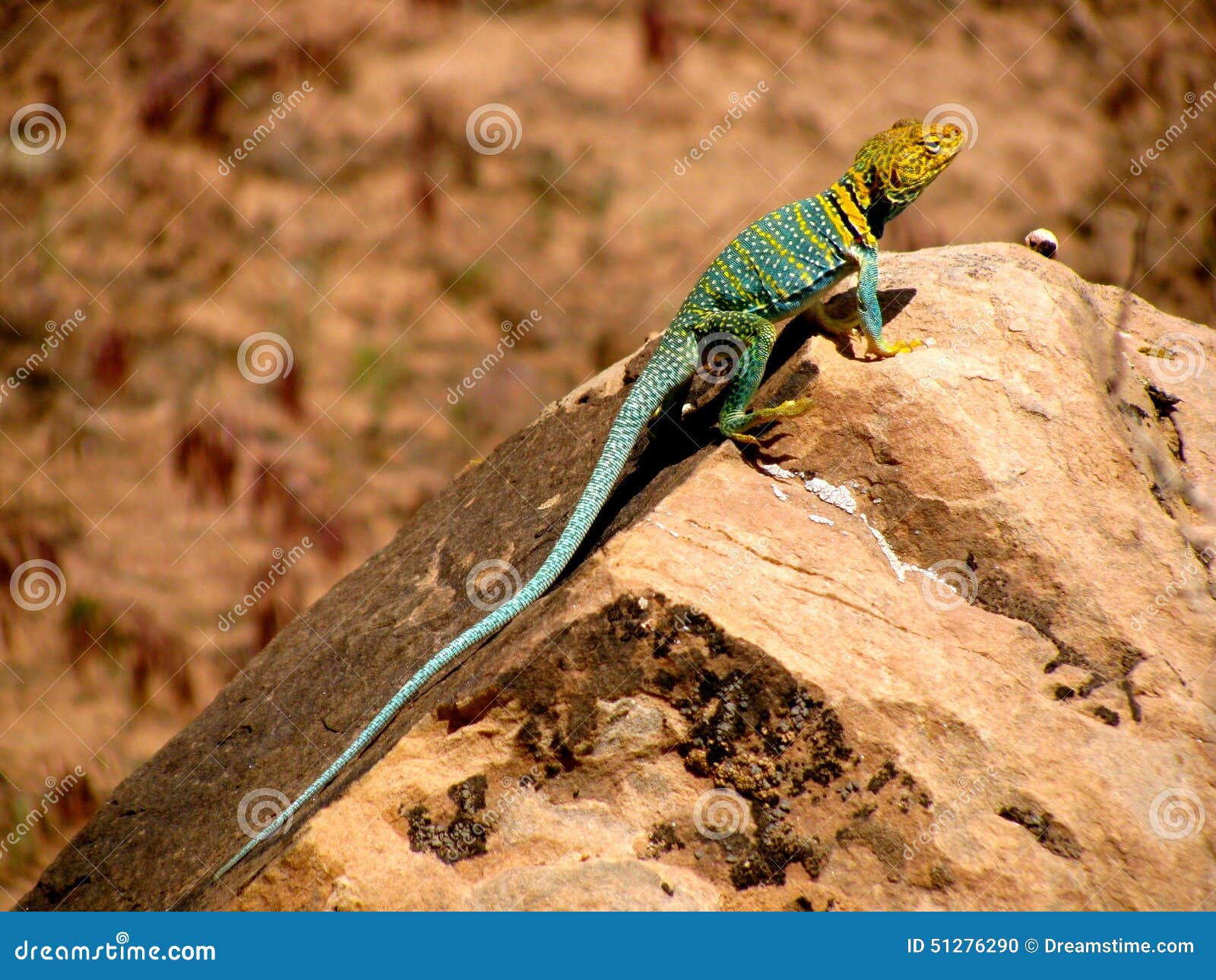 The Crotaphytus Collaris so Called Collared Lizard. Stock Photo - Image ...