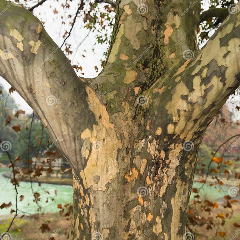 Crotch of tree stock photo. Image of surface, texture - 64569946