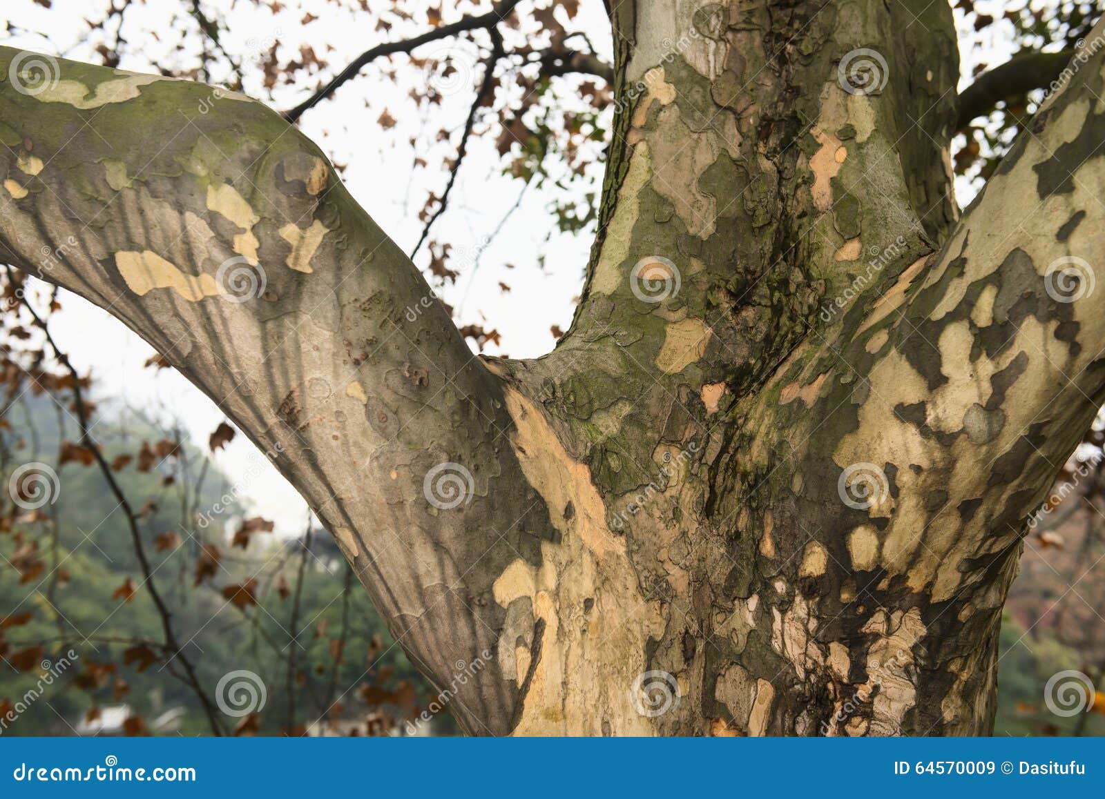Crotch of tree stock image. Image of closeup, autumn - 64570009