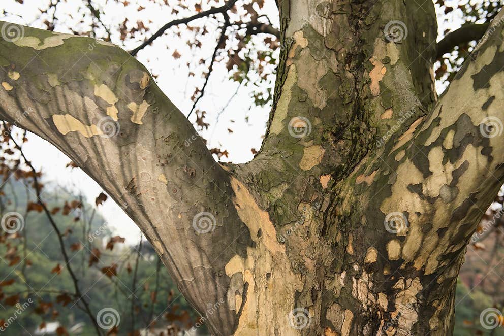 Crotch of tree stock image. Image of closeup, autumn - 64570009