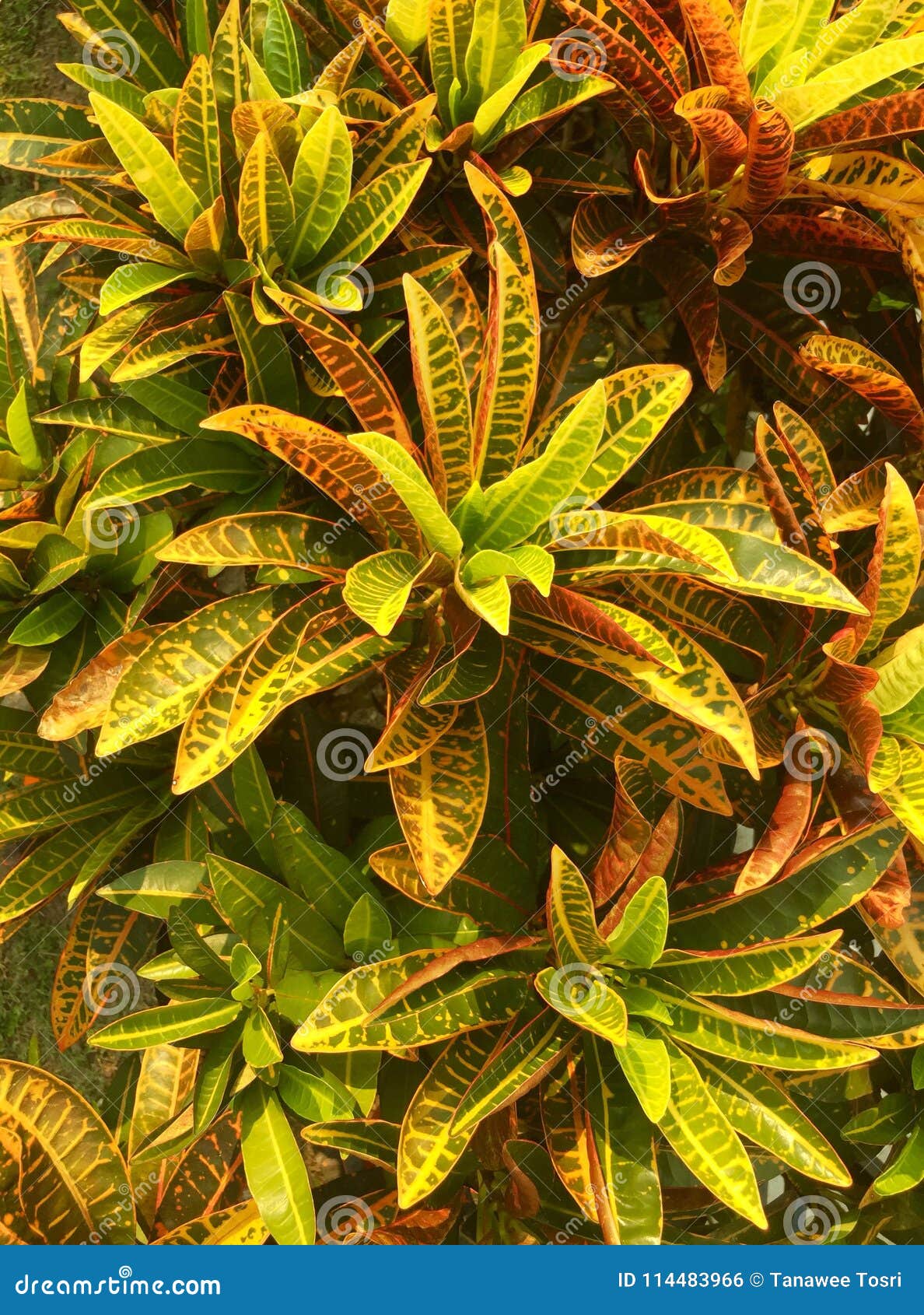Croton foto de stock. Imagem de flora, naughty, jardim - 114483966