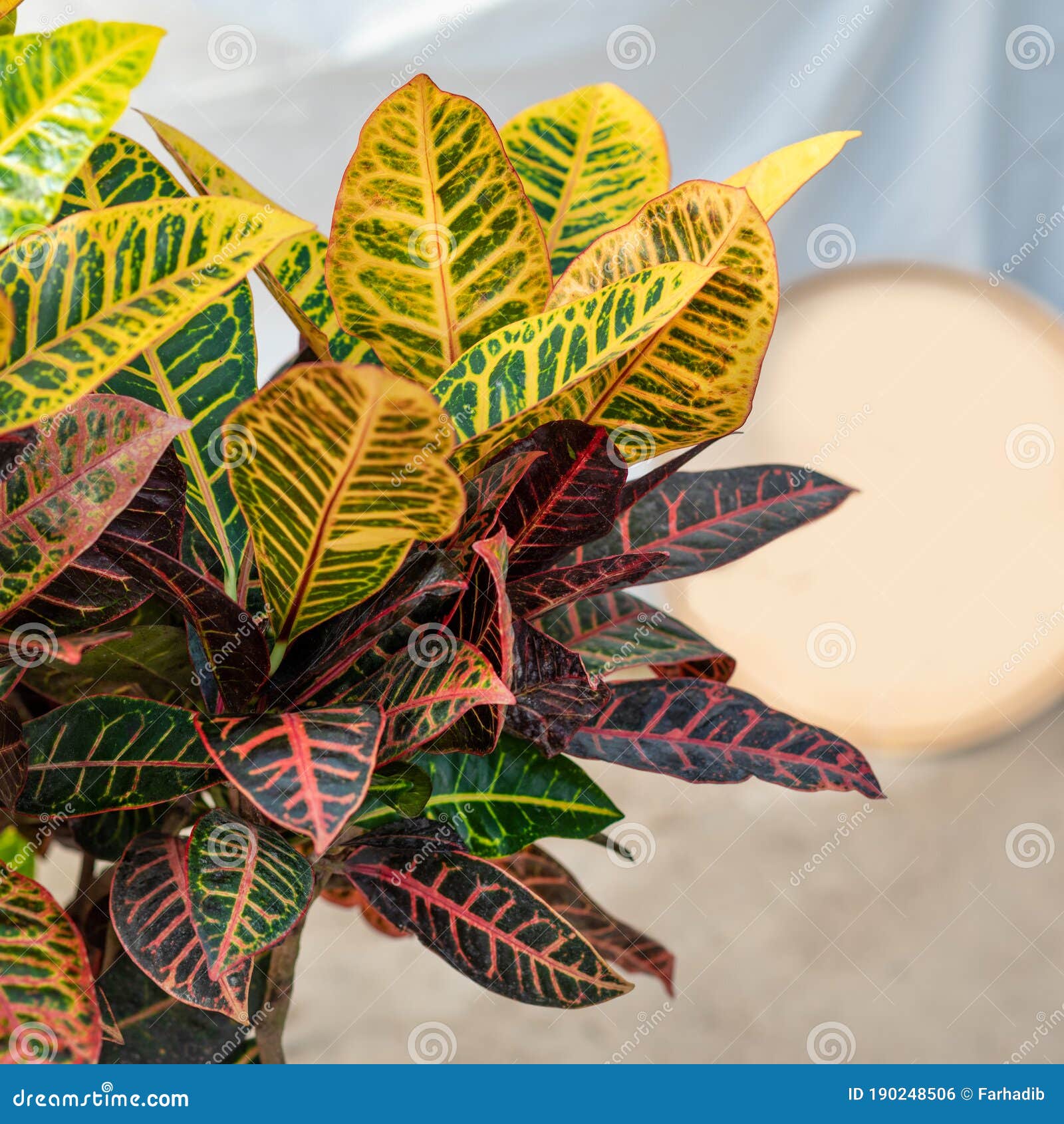 Croton, Codiaeum Variegatum, Is A Popular Colorful Houseplant Royalty ...