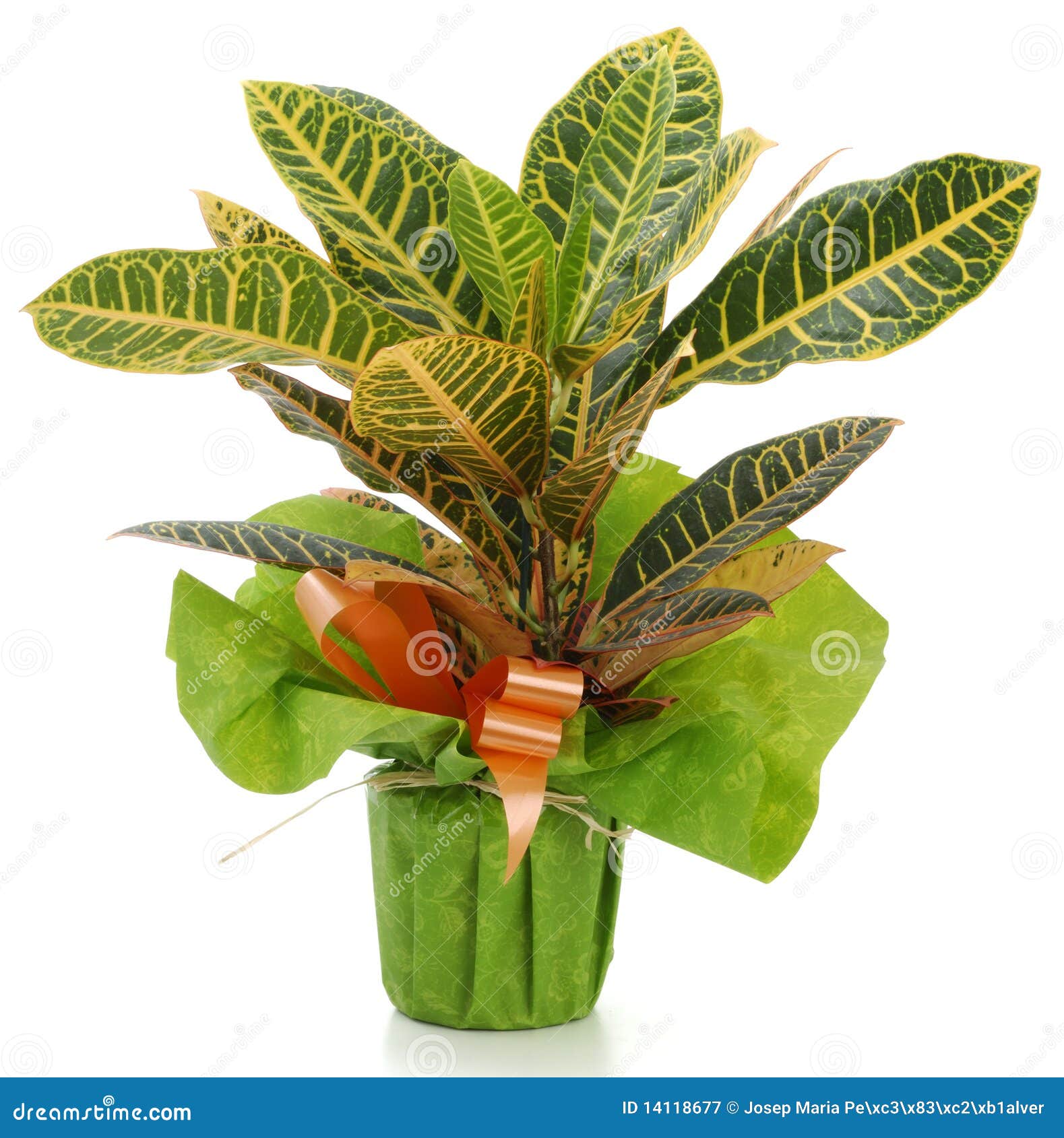 Croton De Plante Ornementale Image stock - Image du botanique ...