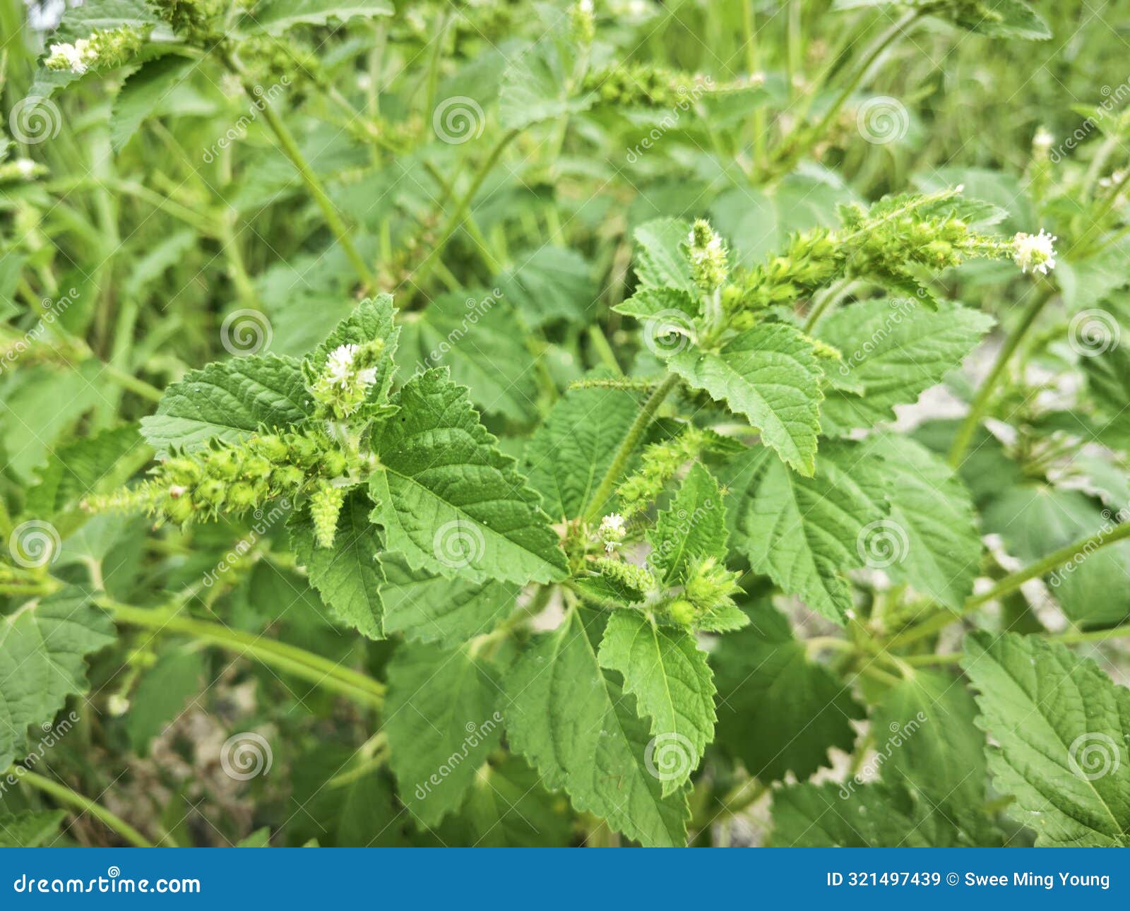 Croton Hirtus the Wild Hairy Weed Plants. Stock Image - Image of ...
