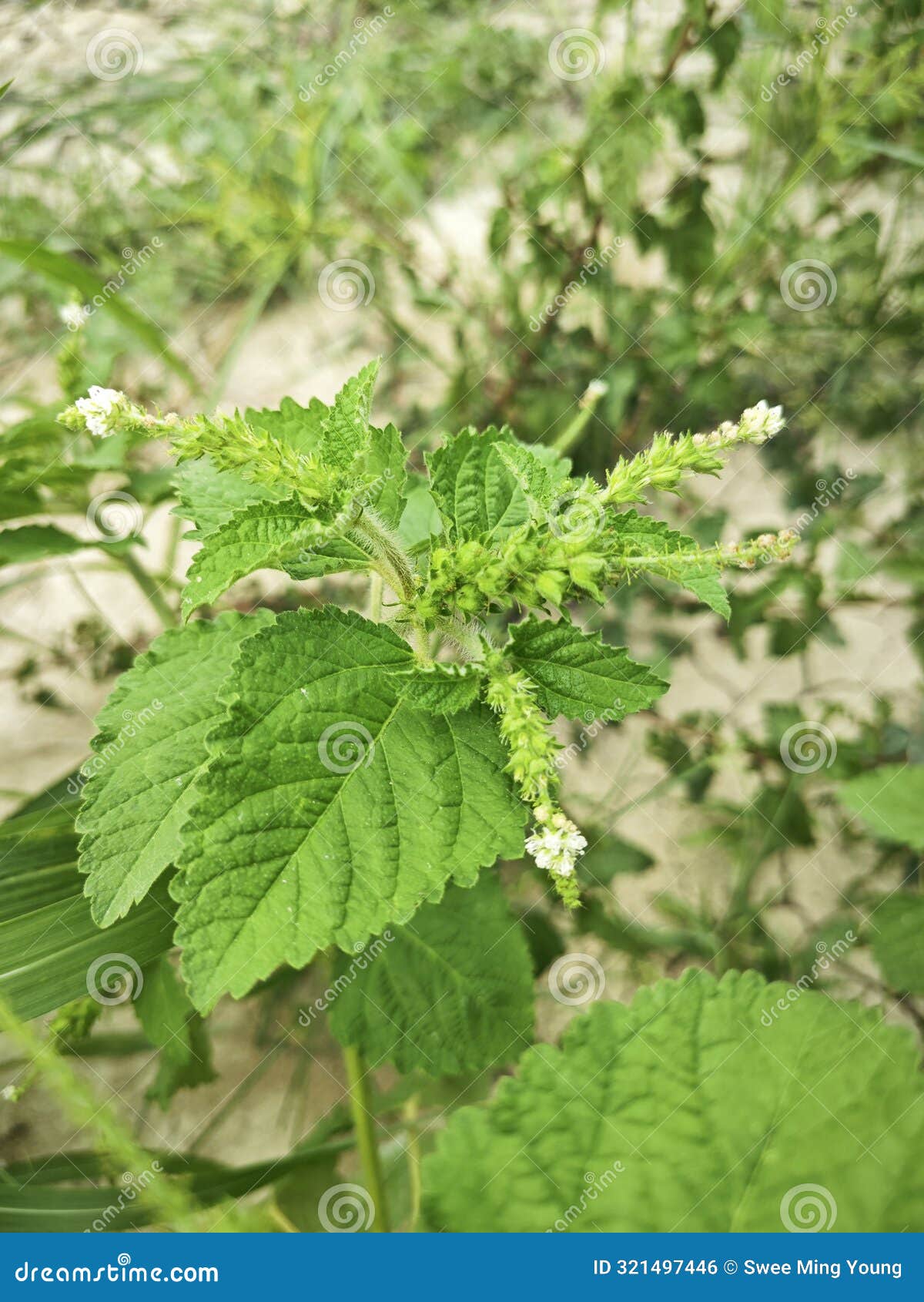 Croton Hirtus the Wild Hairy Weed Plants. Stock Photo - Image of wild ...