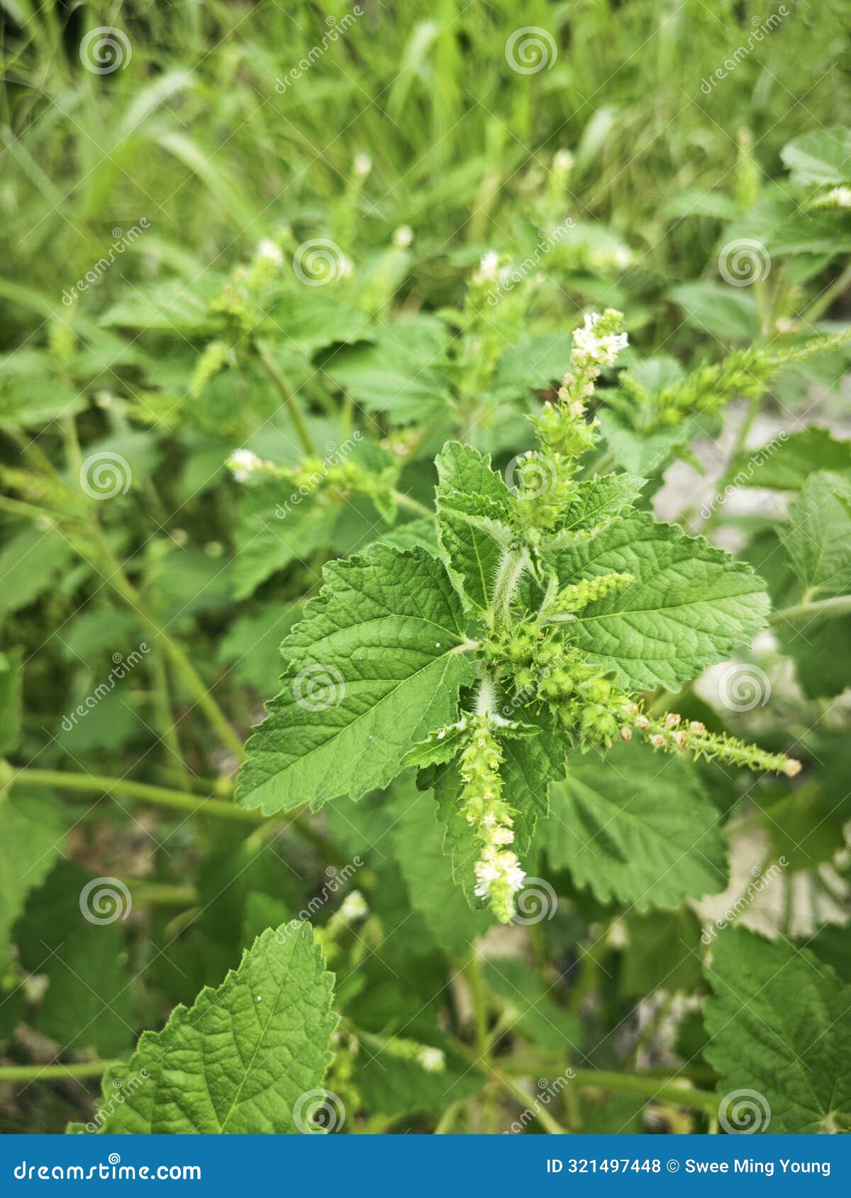 Croton Hirtus the Wild Hairy Weed Plants. Stock Photo - Image of croton ...