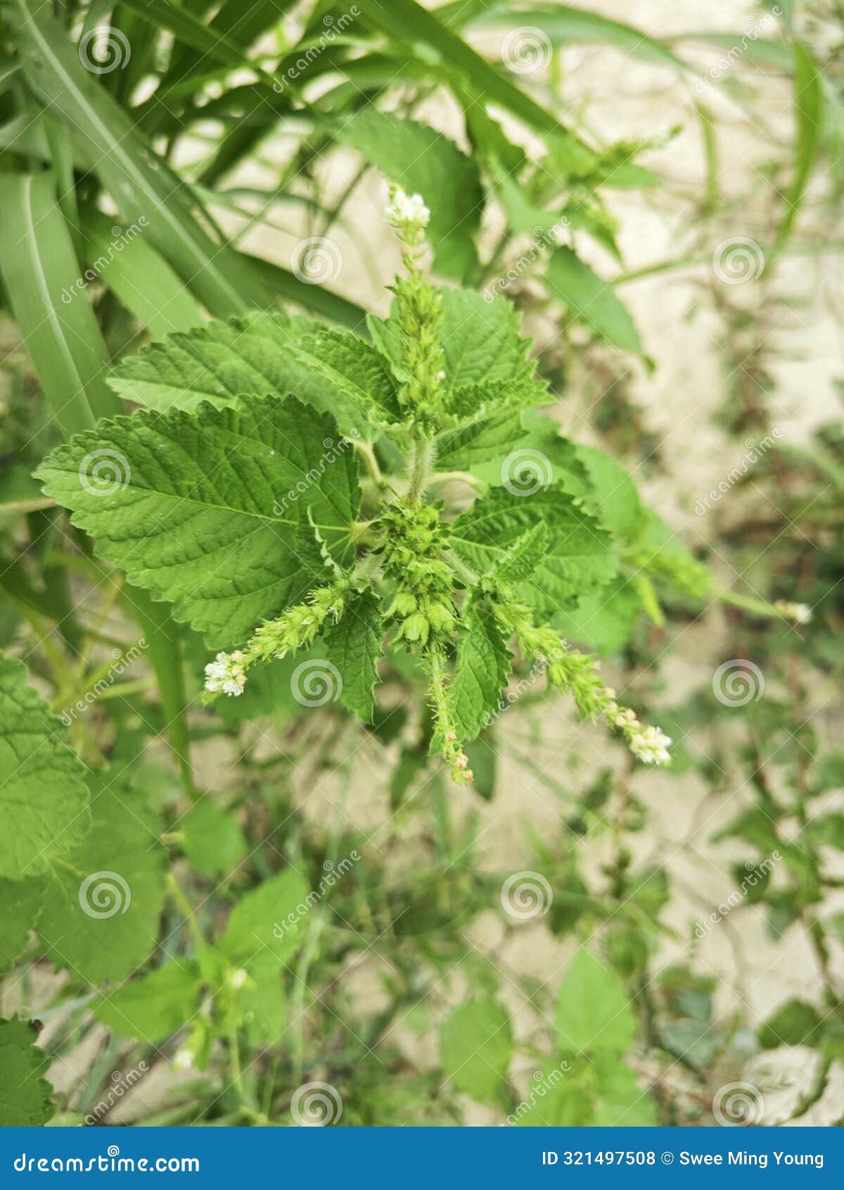 Croton Hirtus the Wild Hairy Weed Plants. Stock Photo - Image of wild ...