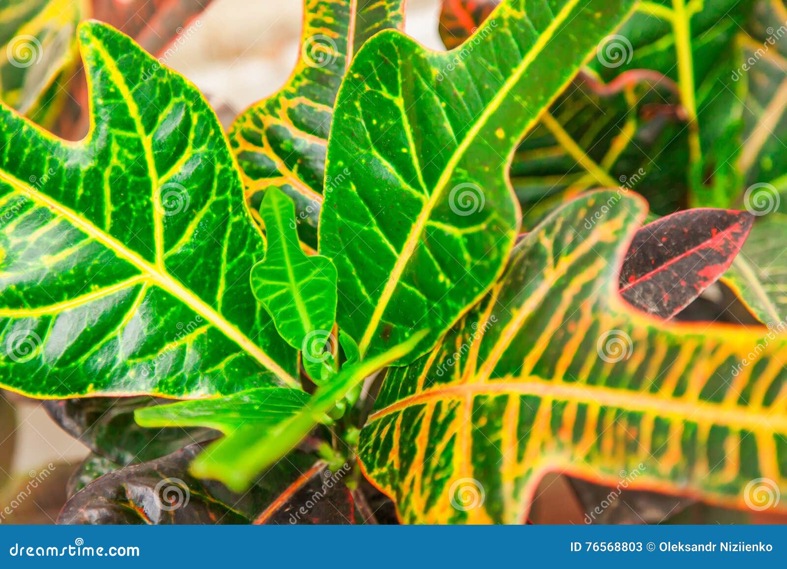Croton Interior Del Codiaeum De La Flor O Le Variado, Verde Y Amarillo ...