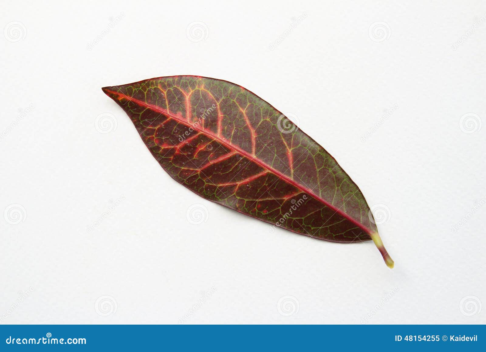 Croton Leaf - Codiaeum Variegatum Stock Photography | CartoonDealer.com ...