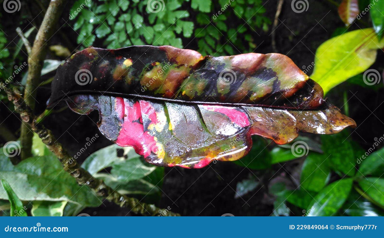 Croton Leaf - Codiaeum Variegatum Stock Photo - Image of croton, color ...