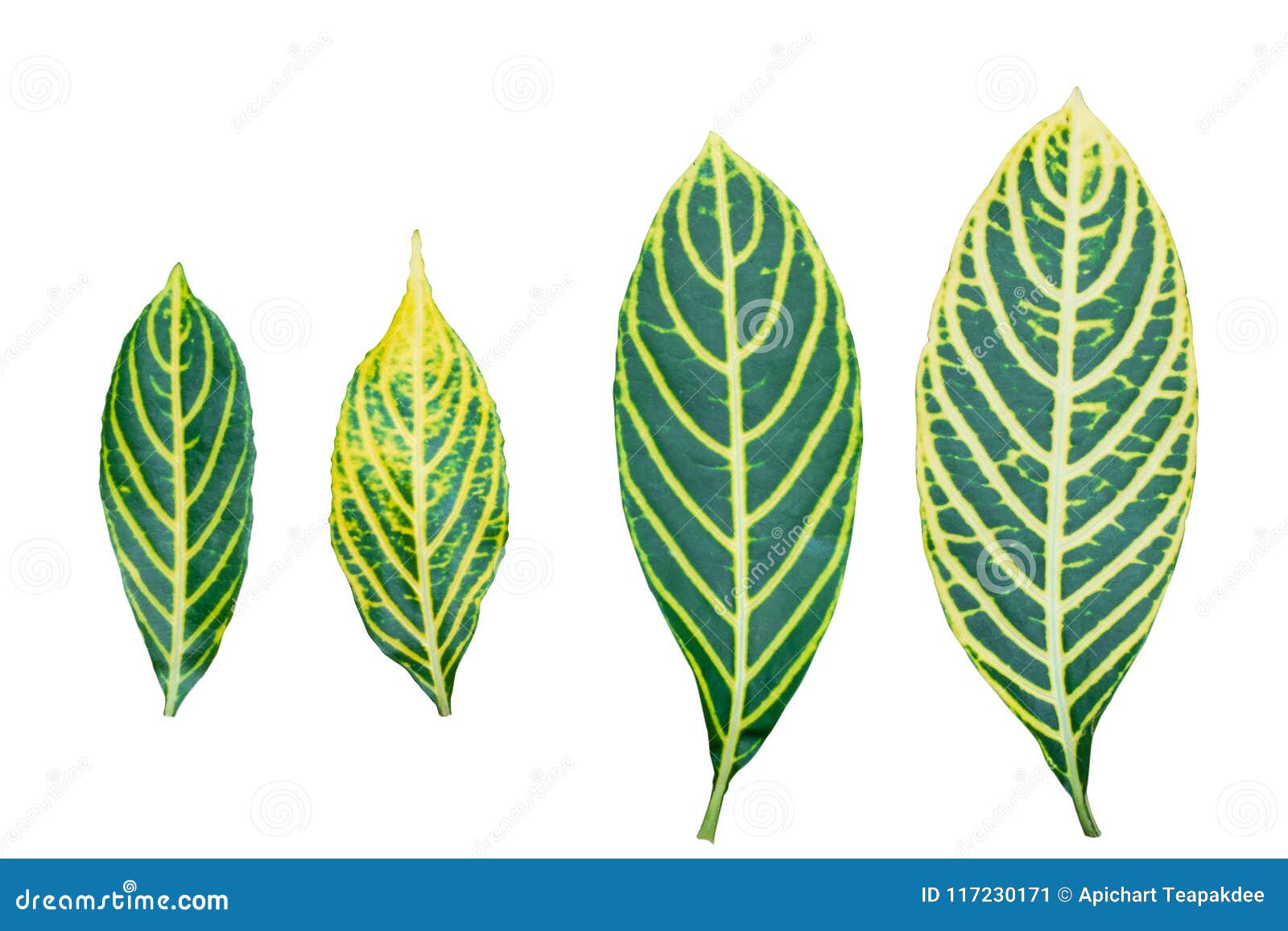 Croton Leaf - Codiaeum Variegatum Stock Photography | CartoonDealer.com ...