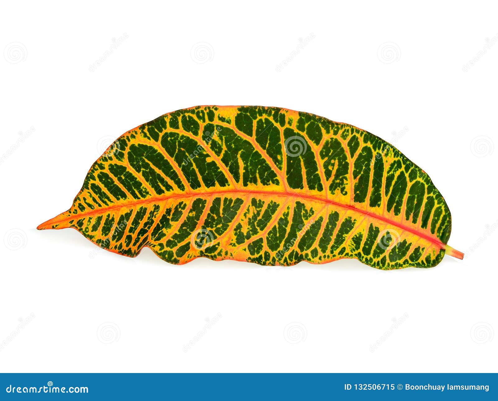 Croton Leaf - Codiaeum Variegatum Stock Photography | CartoonDealer.com ...