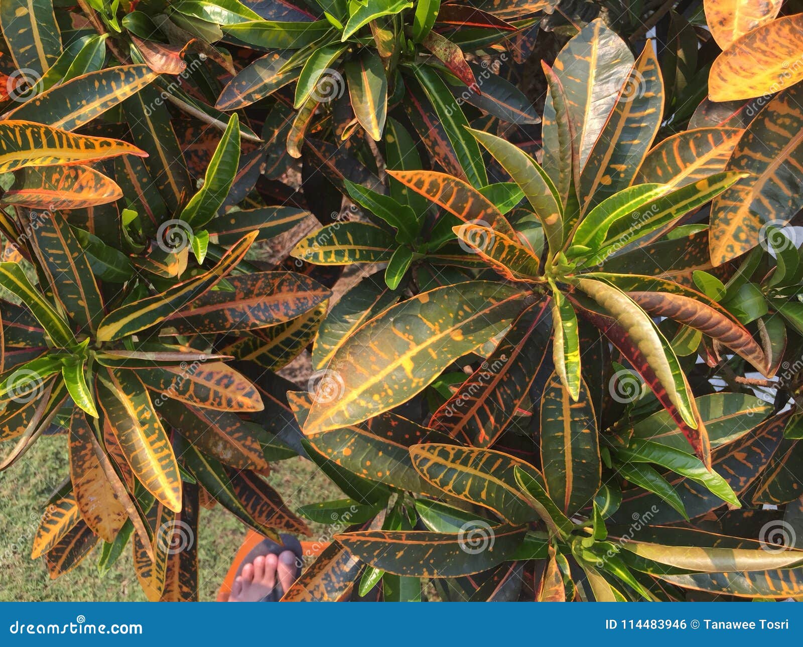 Croton stock photo. Image of croton, bright, colorful - 114483946