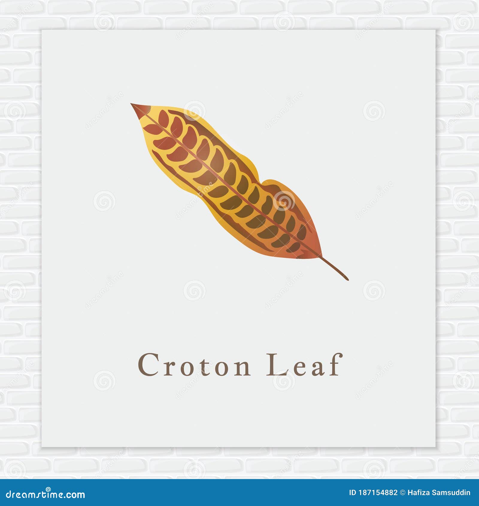 Croton Leaf. Vector Illustration Decorative Design Stock Vector ...