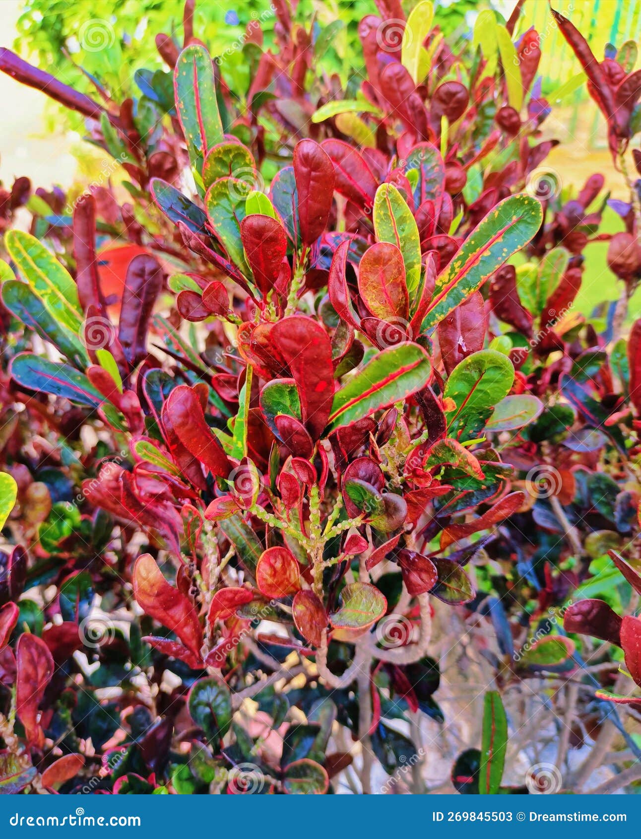 Croton Mammy Plant in the Garden Stock Image - Image of food, leaf ...