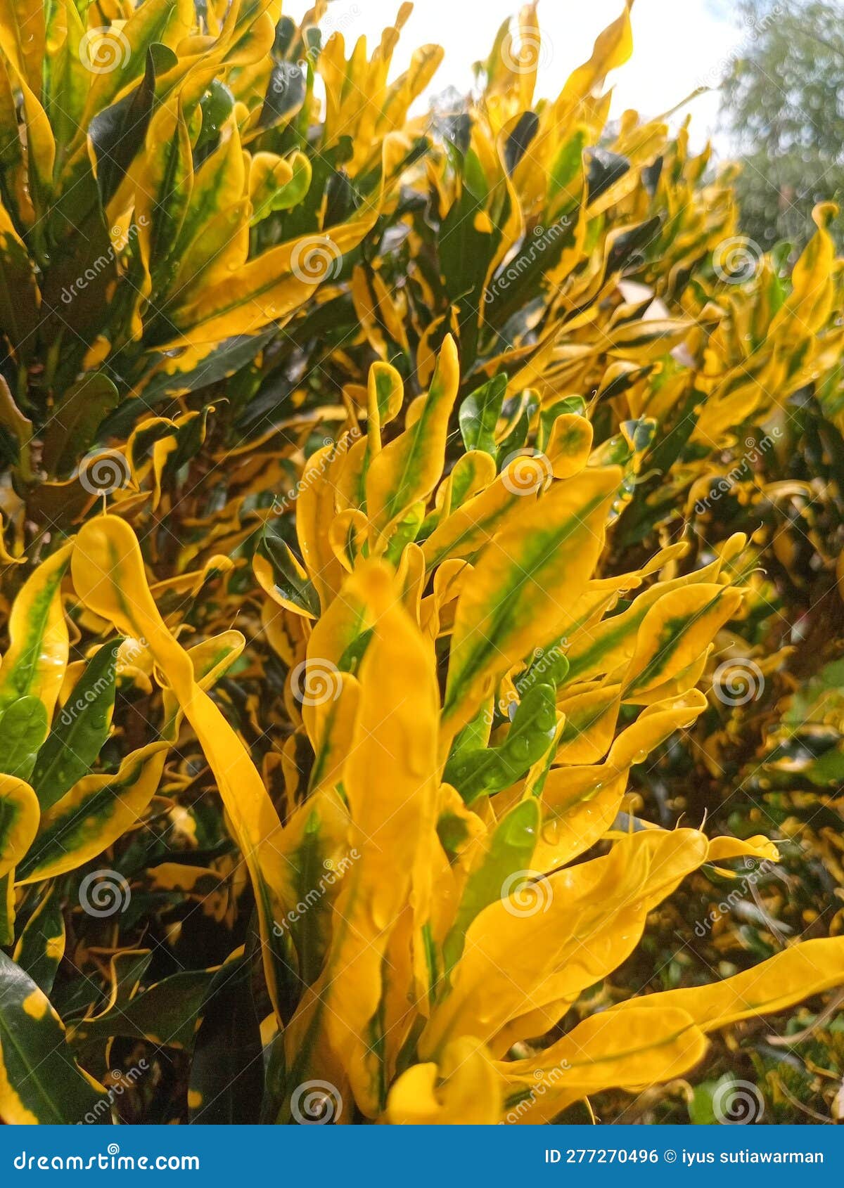 Croton Palnt Bright Yellow Color Stock Photo - Image of leaf, yellow ...