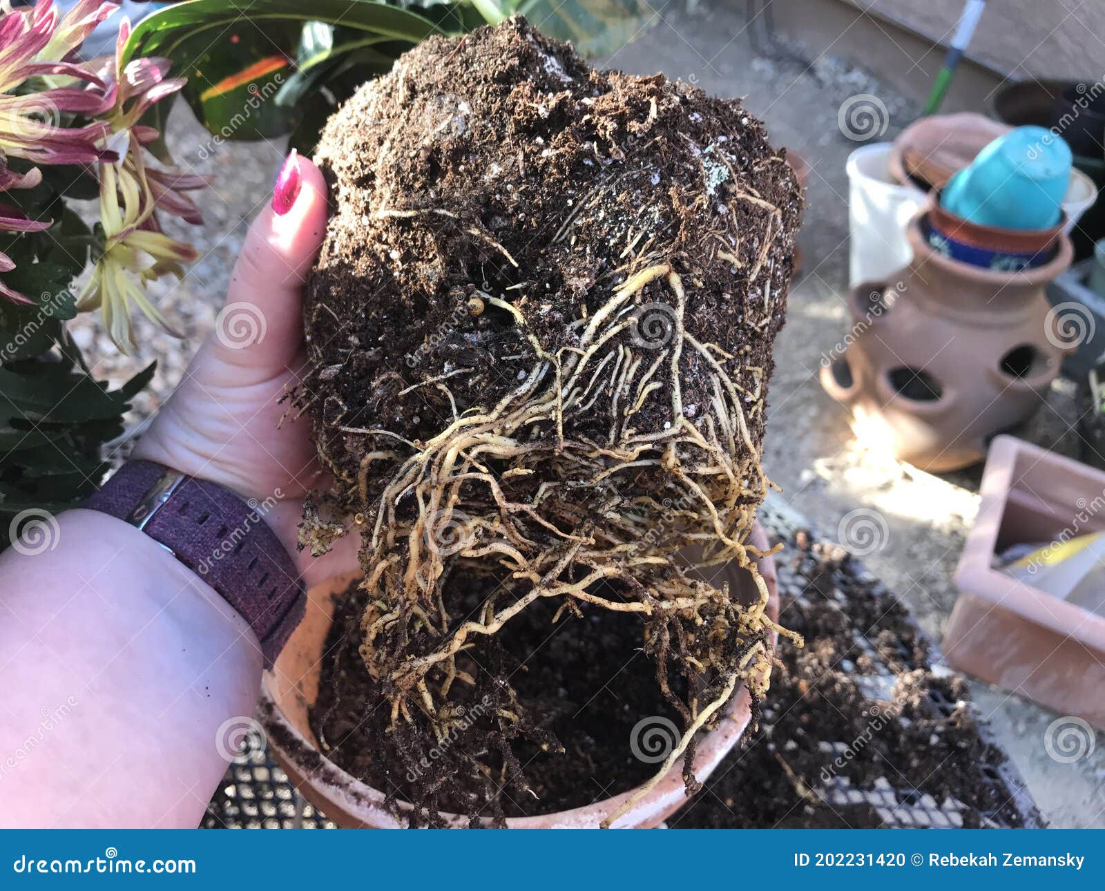 Croton petra roots 0704 stock photo. Image of arid, bright - 202231420