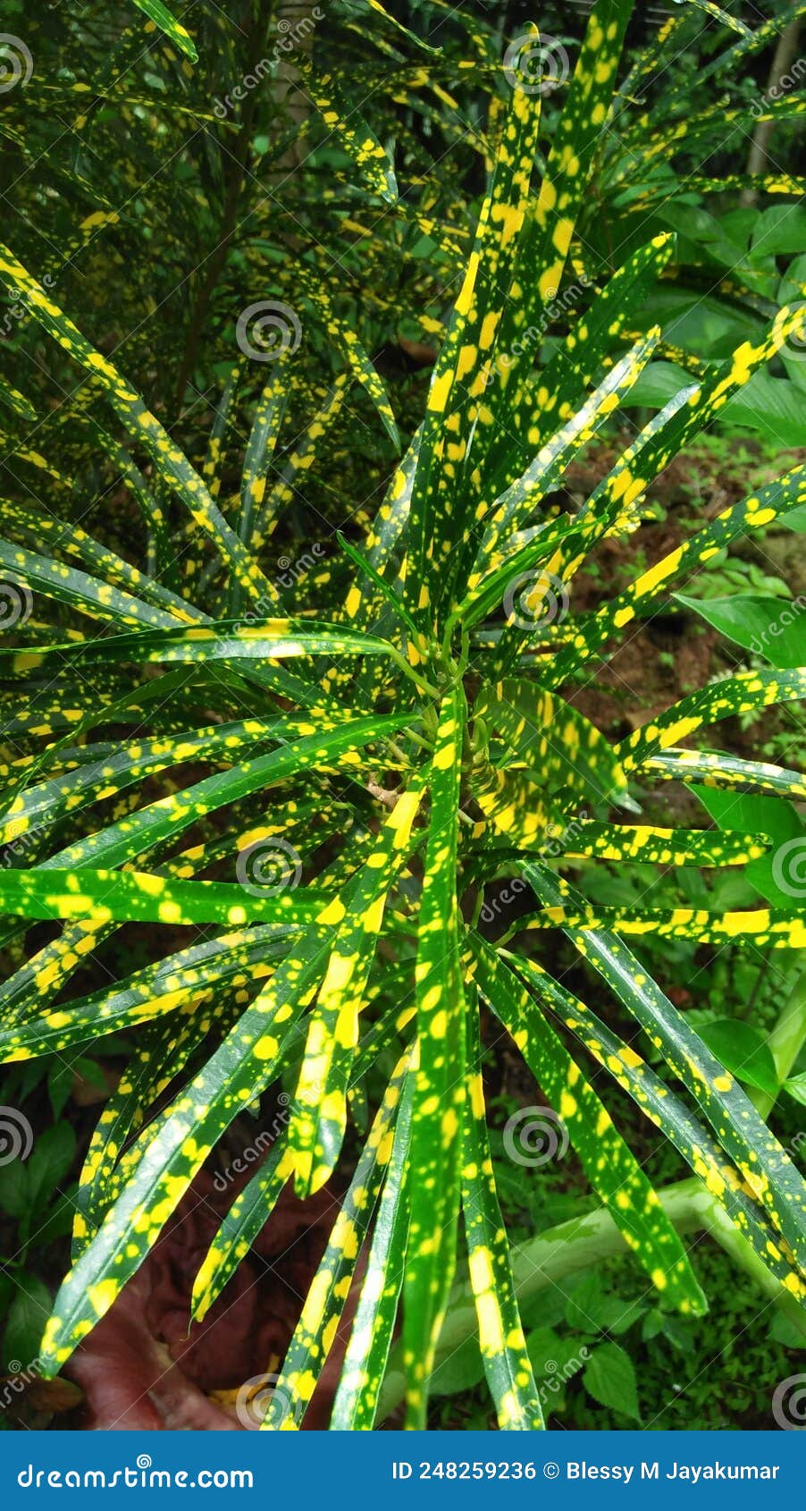 Croton Pictum Spot or Codiaeum Variegatum Pictum Spot a Type of Thin ...
