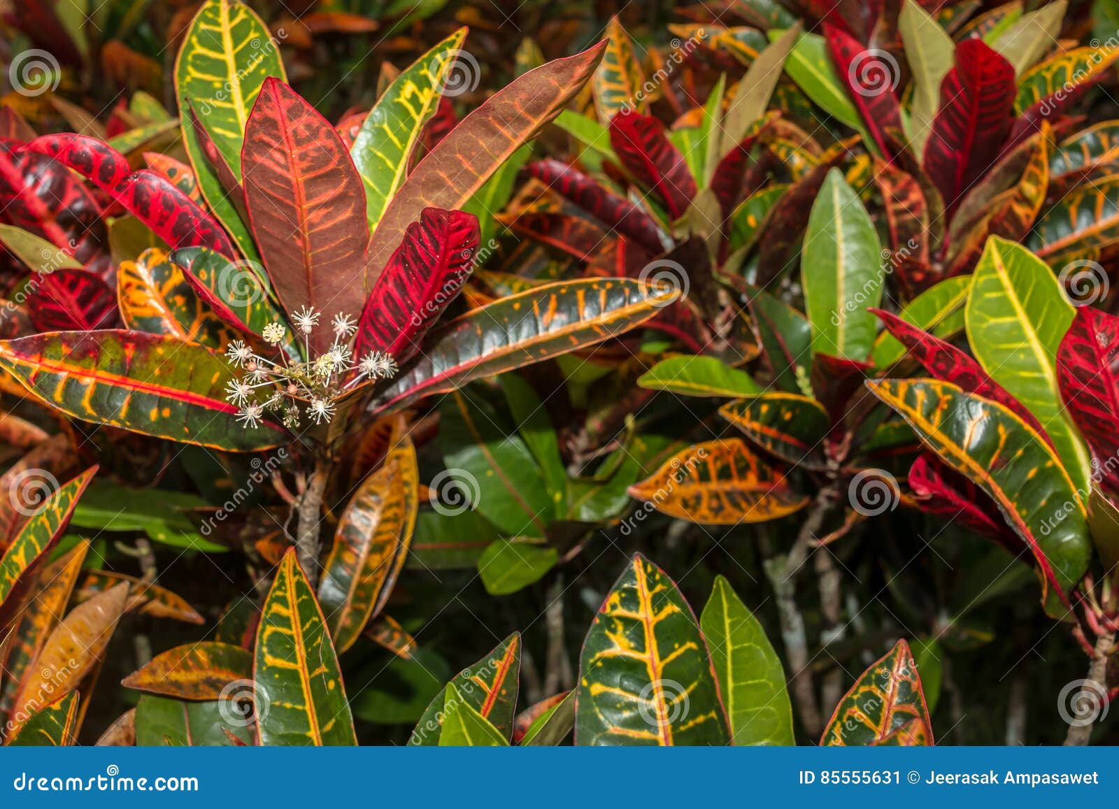 Croton plant stock image. Image of botanic, jungle, color - 85555631