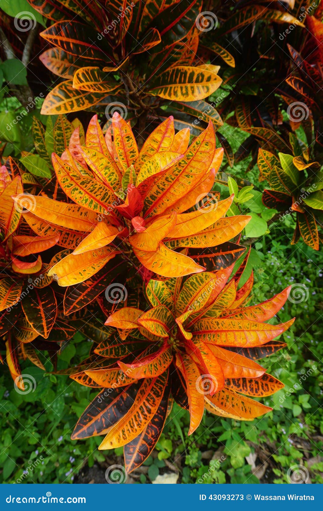 Croton plant stock image. Image of beauty, yellow, trees - 43093273