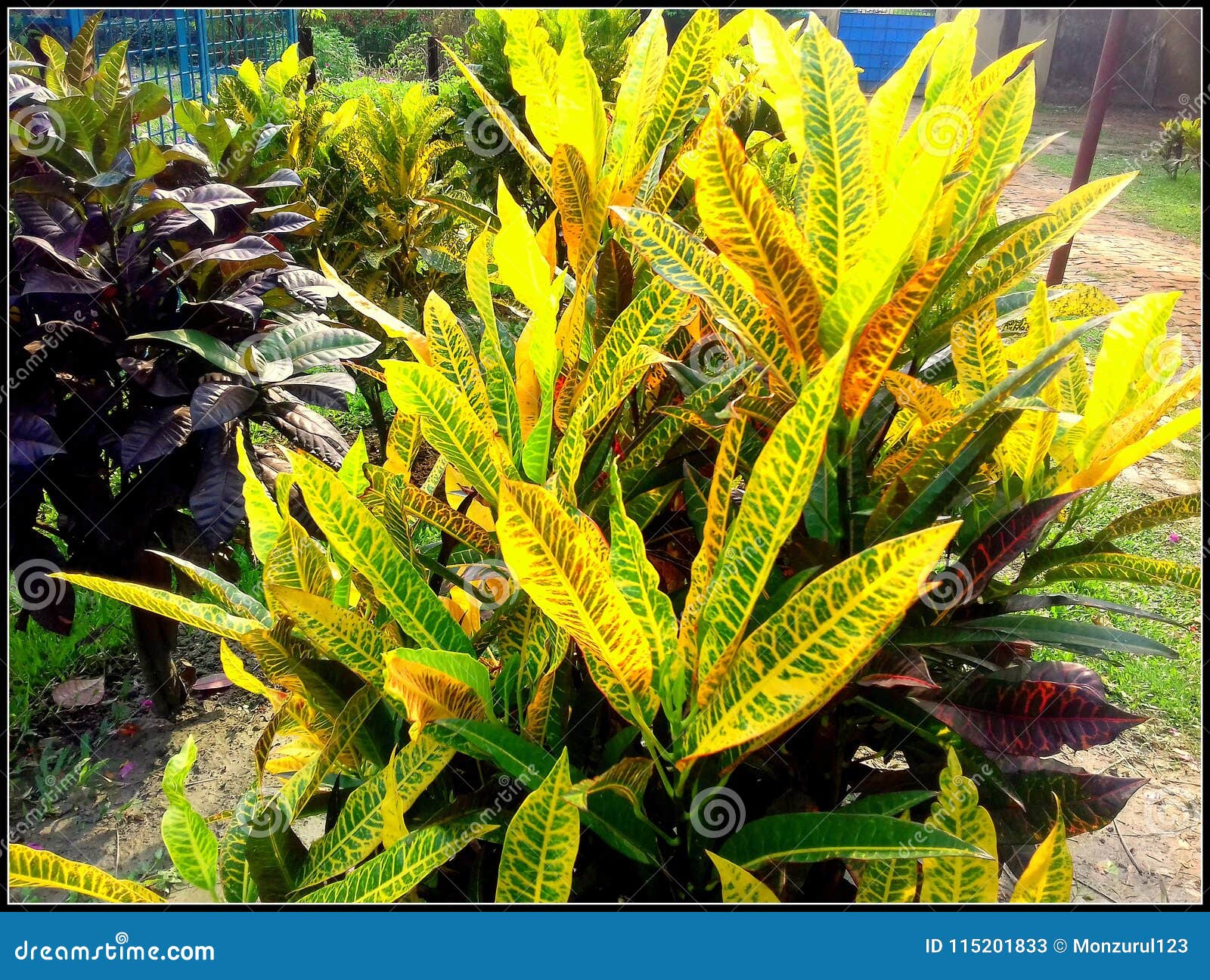 Croton tree stock image. Image of croton, yellow, sunshine - 115201833