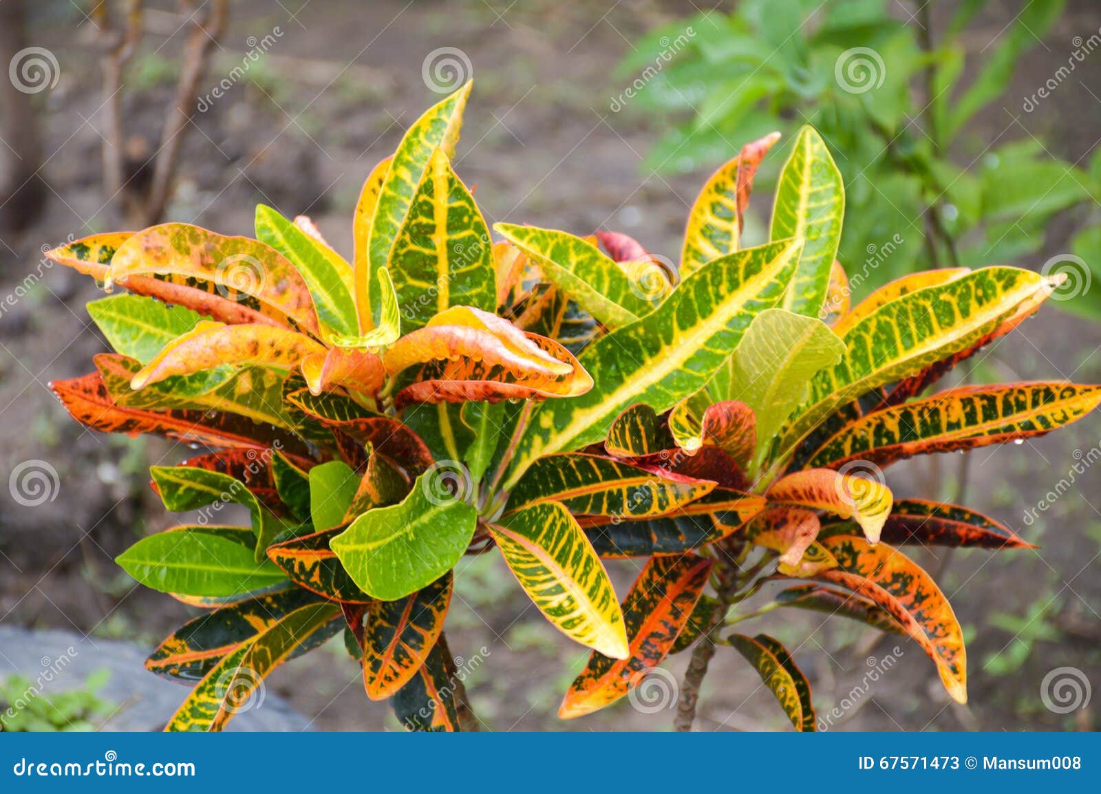 Croton tree in garden stock image. Image of ground, garden - 67571473