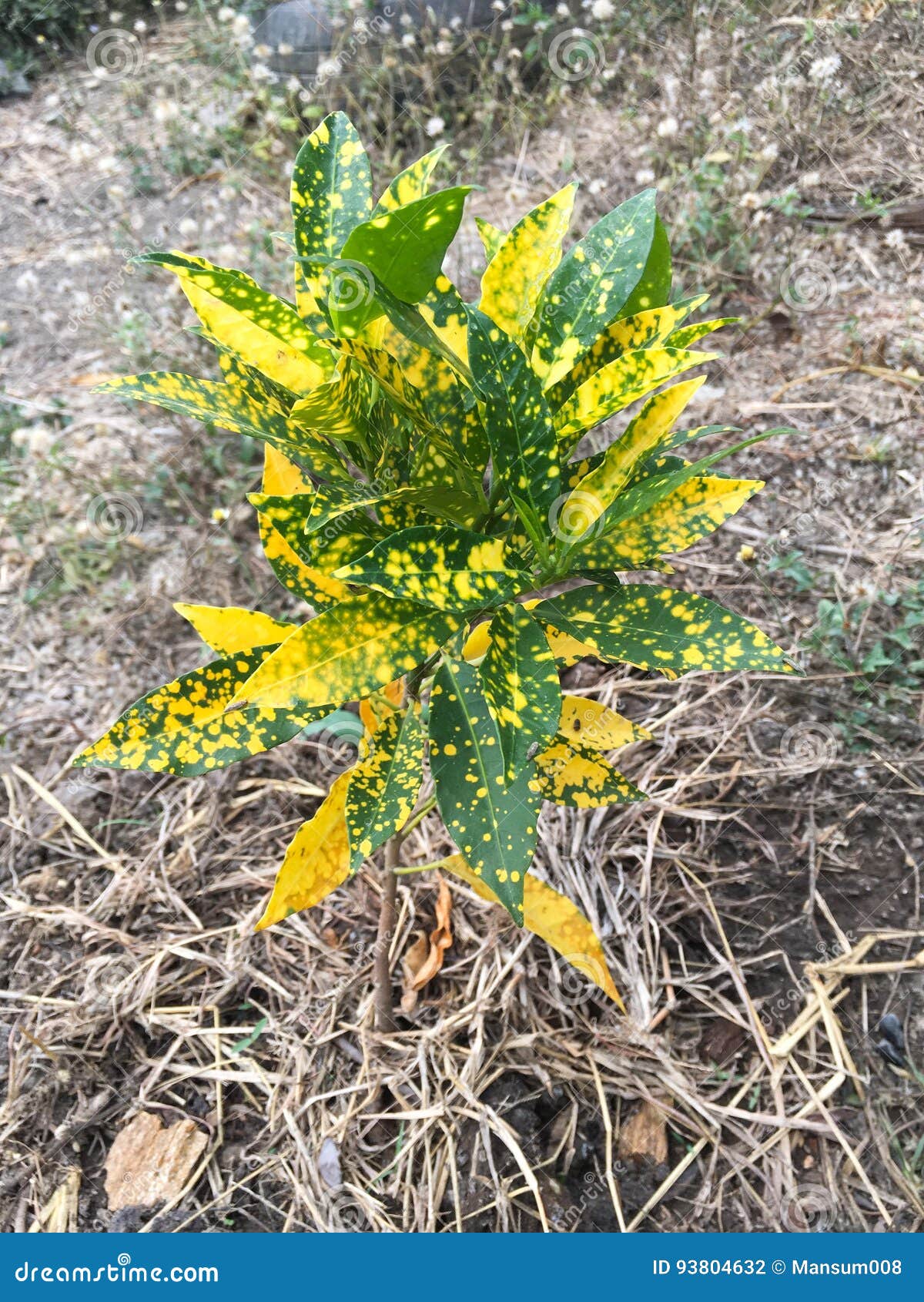 Croton tree stock photo. Image of croton, leaves, tree - 93804632