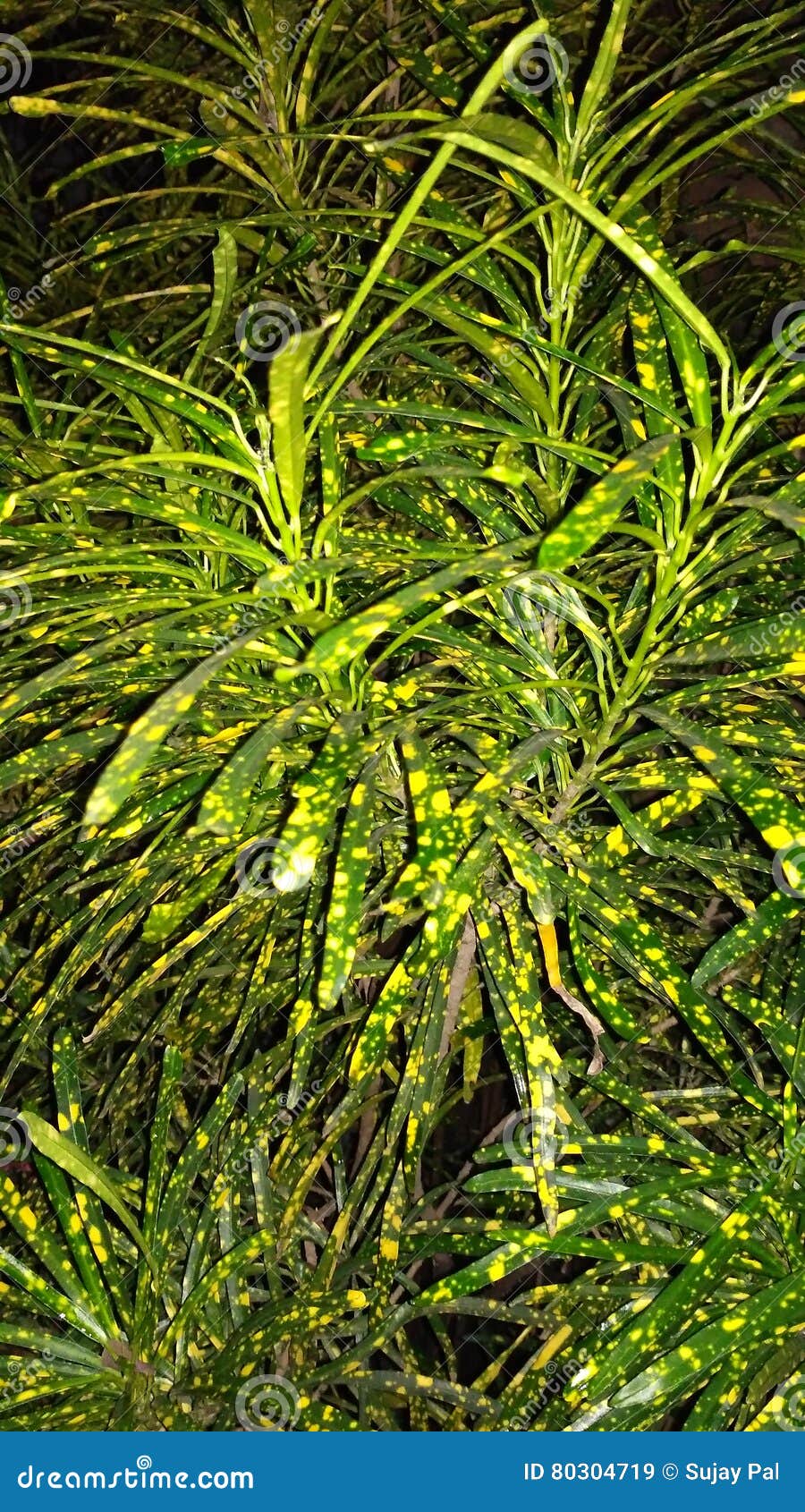 Croton stock image. Image of used, plant, decaration - 80304719