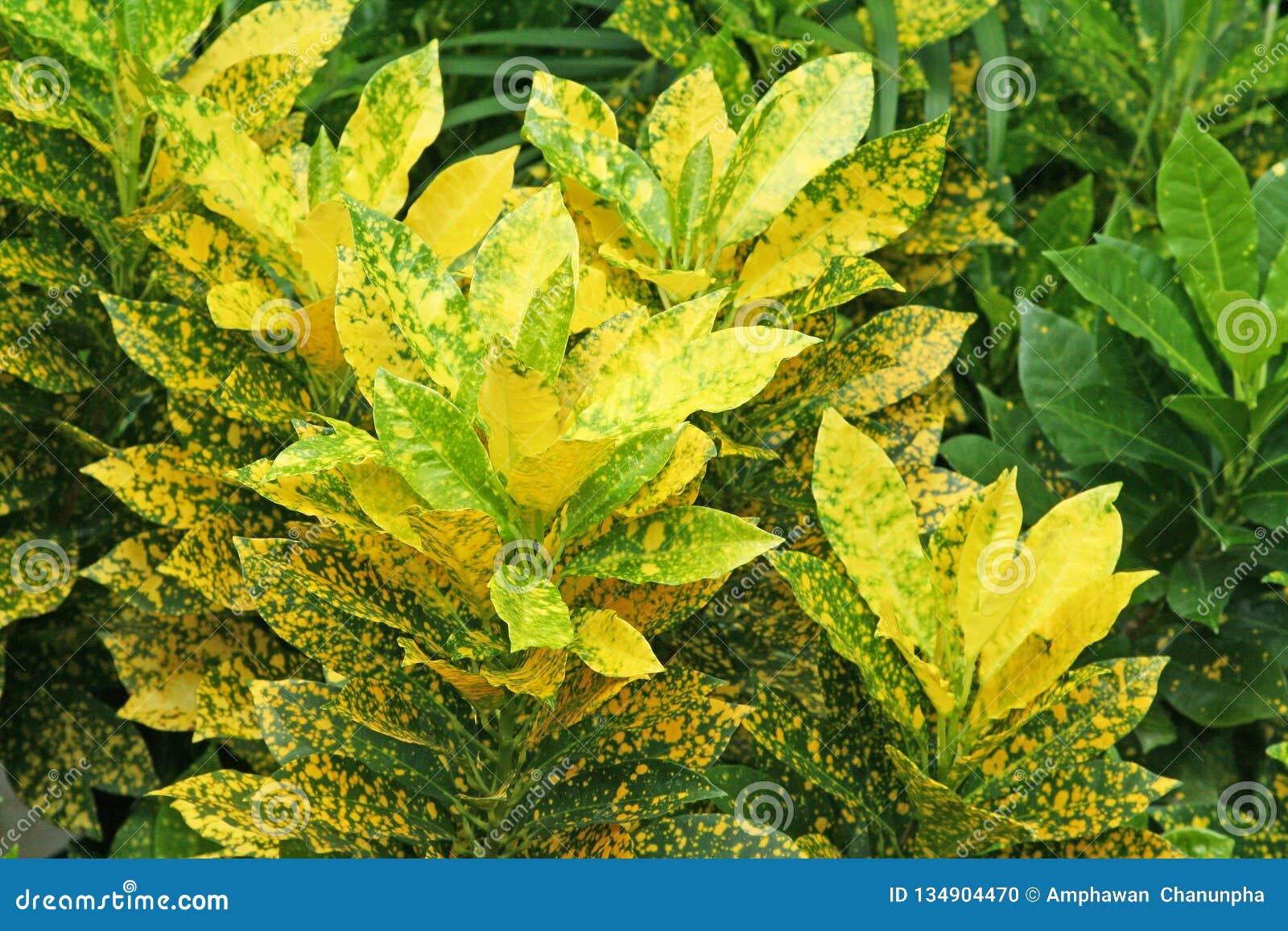 Croton or Variegated Laurel Stock Photo - Image of foliage, beautiful ...