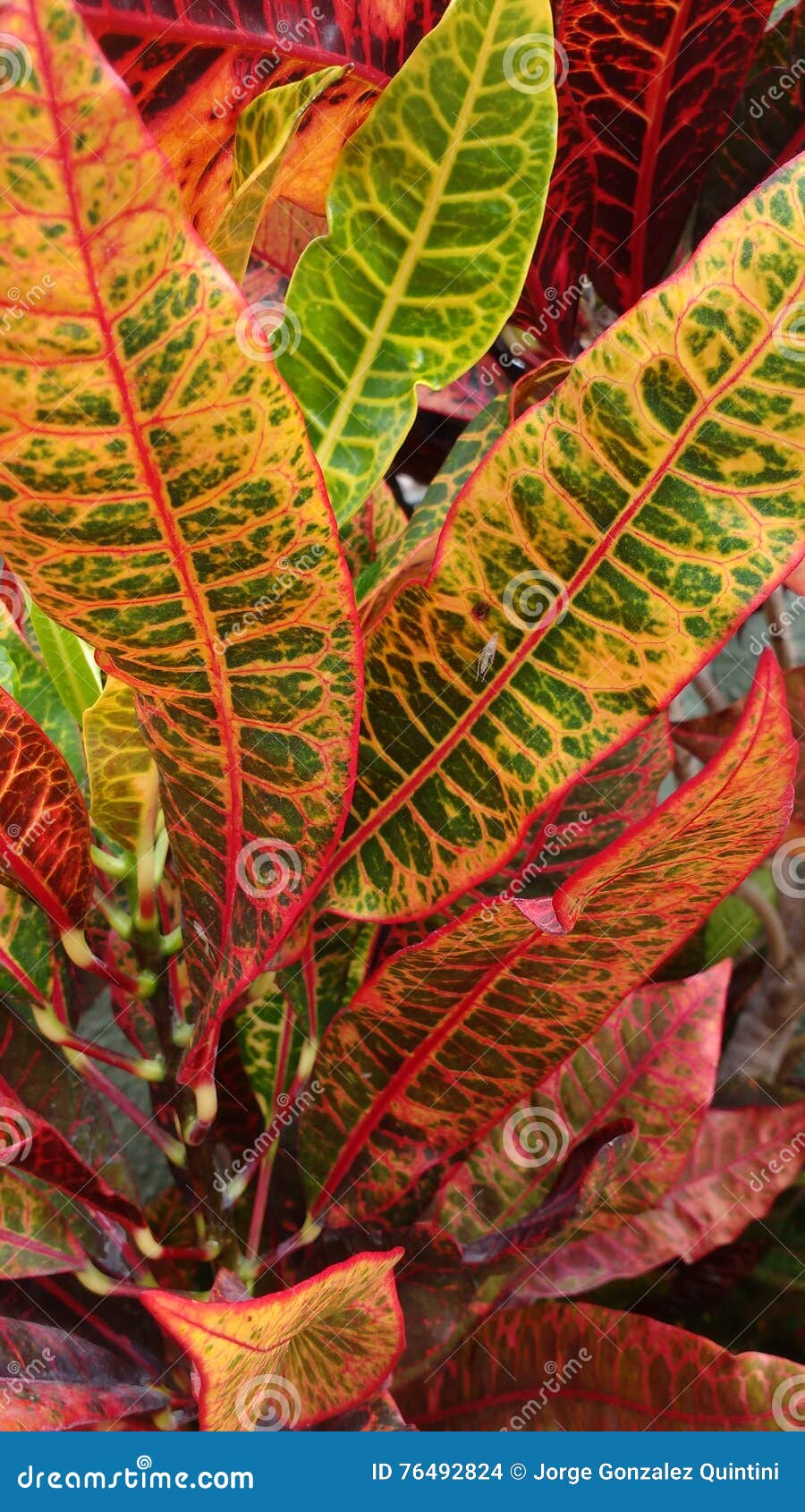 Crotos stock photo. Image of plant, colourful, crotos - 76492824